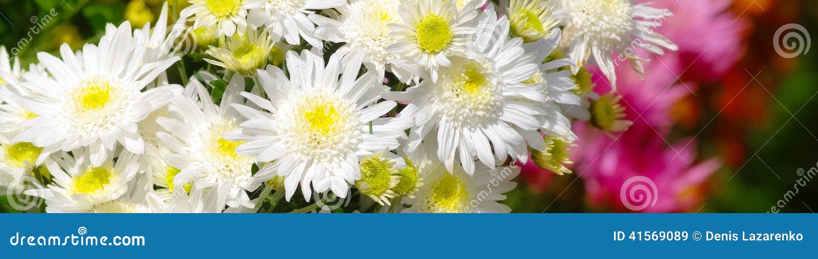 Flower panorama stock image. Image of countryside, panorama - 41569089