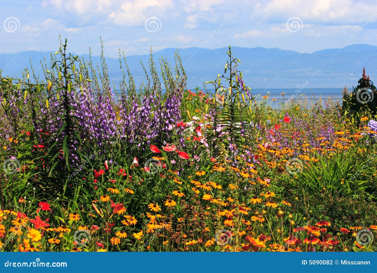 Flower Panorama Near Seaway Stock Photo - Image of biology, flora: 5090082