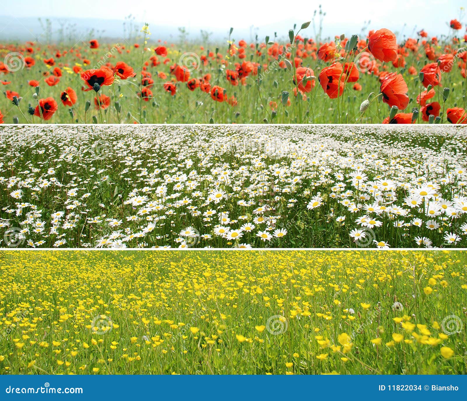 Flower panoramas stock photo. Image of landscape, harmony - 11822034