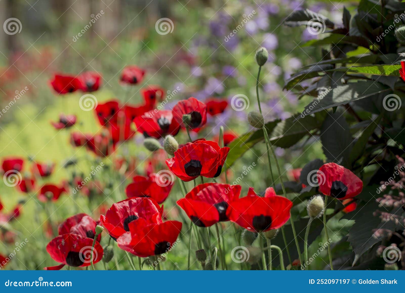 Flower of Papaver Commutatum, Ladybird Stock Image - Image of flanders ...