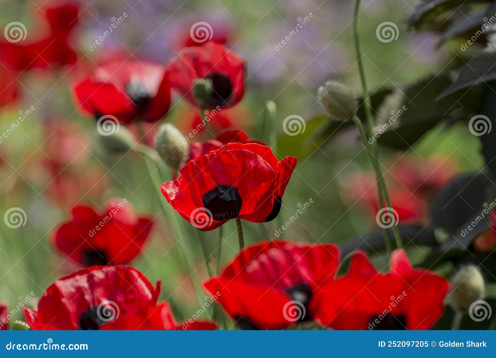 Flower of Papaver Commutatum, Ladybird Stock Image - Image of oriental ...