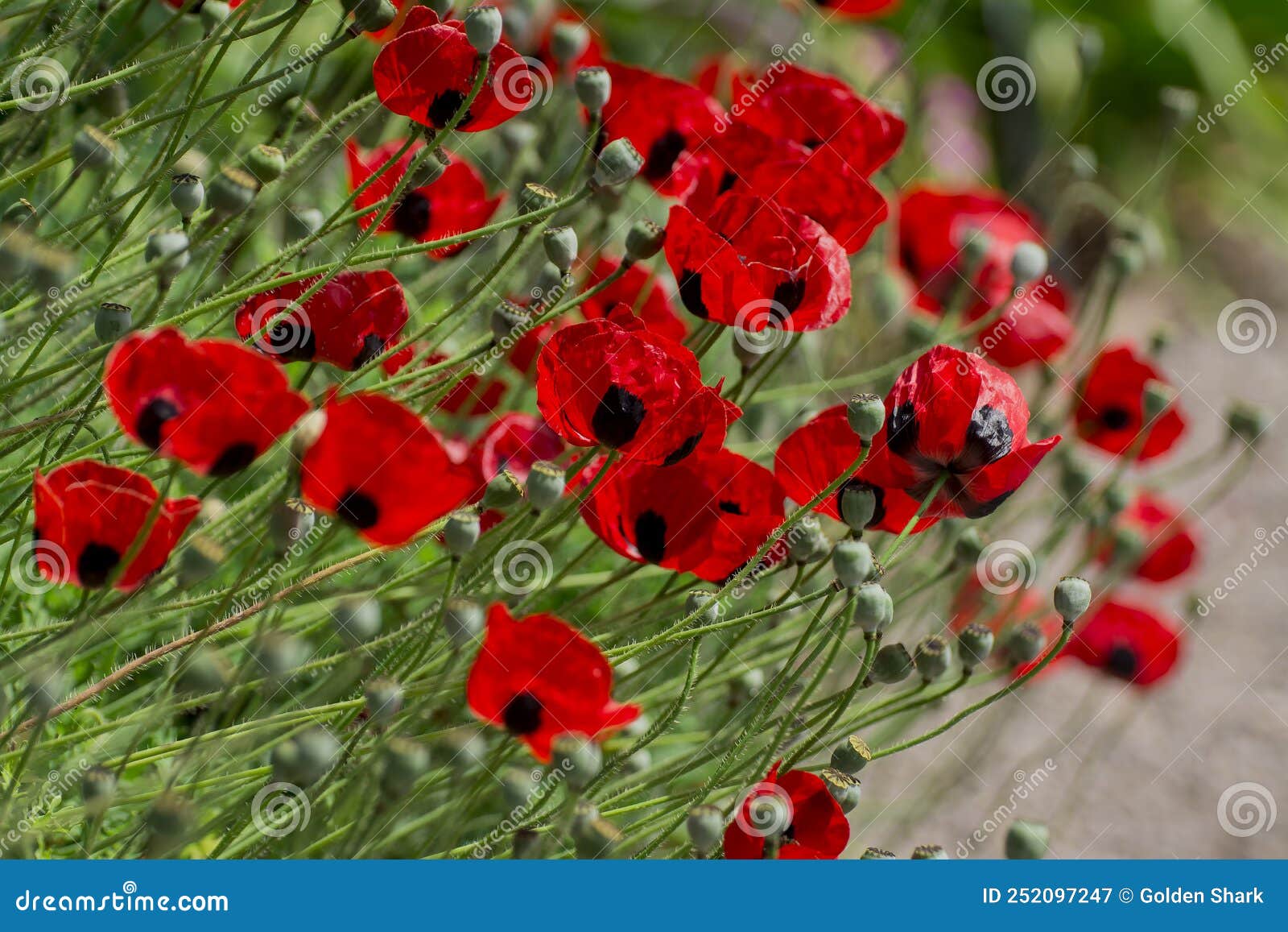 Flower of Papaver Commutatum, Ladybird Stock Image - Image of floral ...