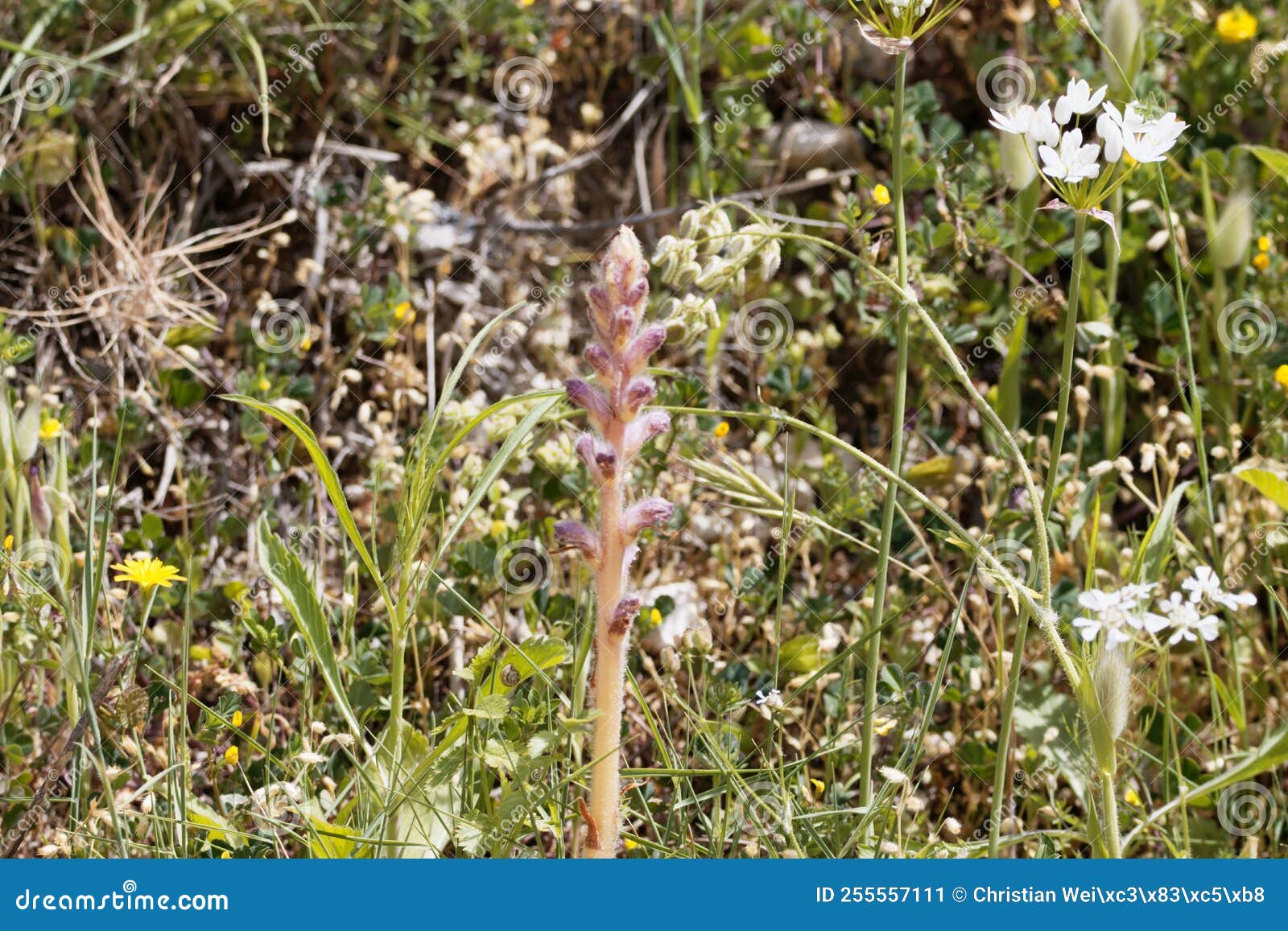 Flower of the Parasitic Plant Orobanche Pubescens Stock Image - Image ...