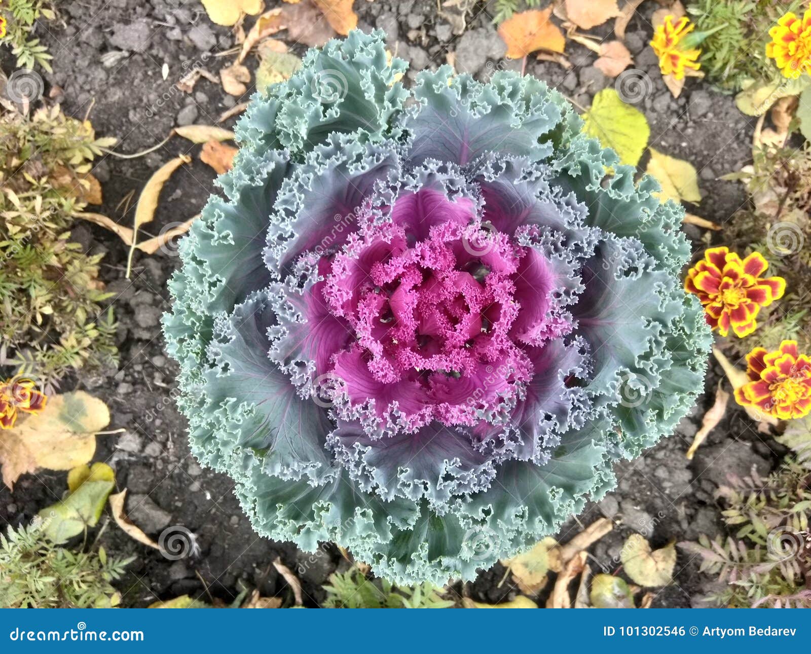 Flower stock photo. Image of groundcover, flower, park - 101302546