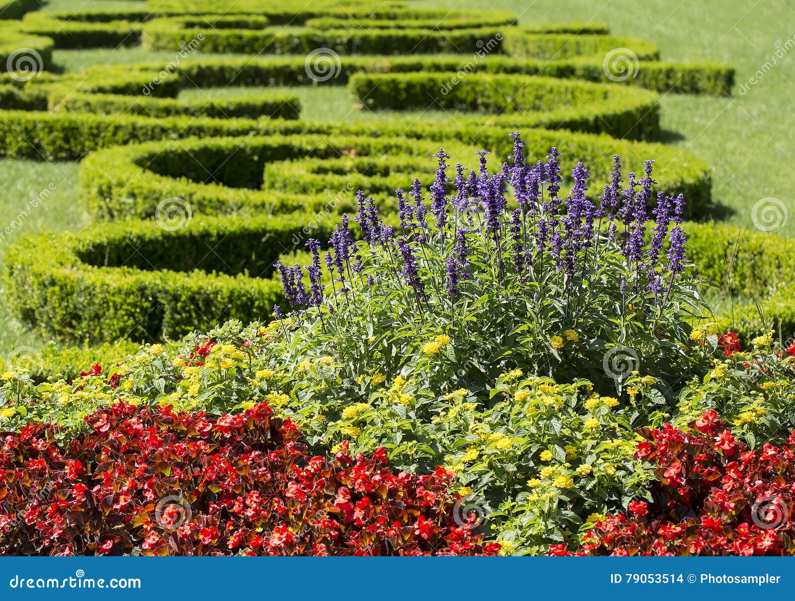 Flower park stock photo. Image of design, natural, botanic - 79053514