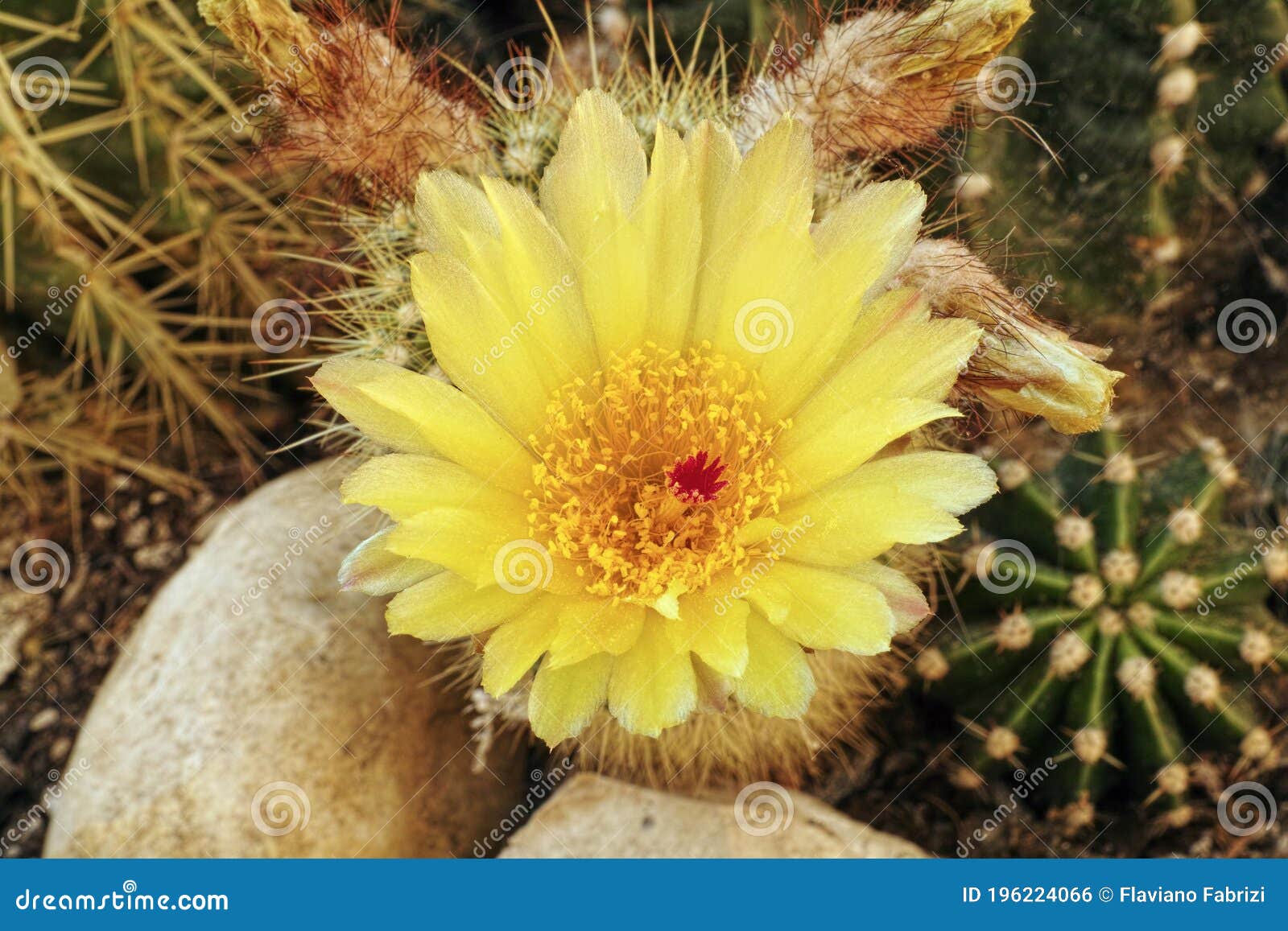 Flower of parodia scopa stock photo. Image of scopa - 196224066