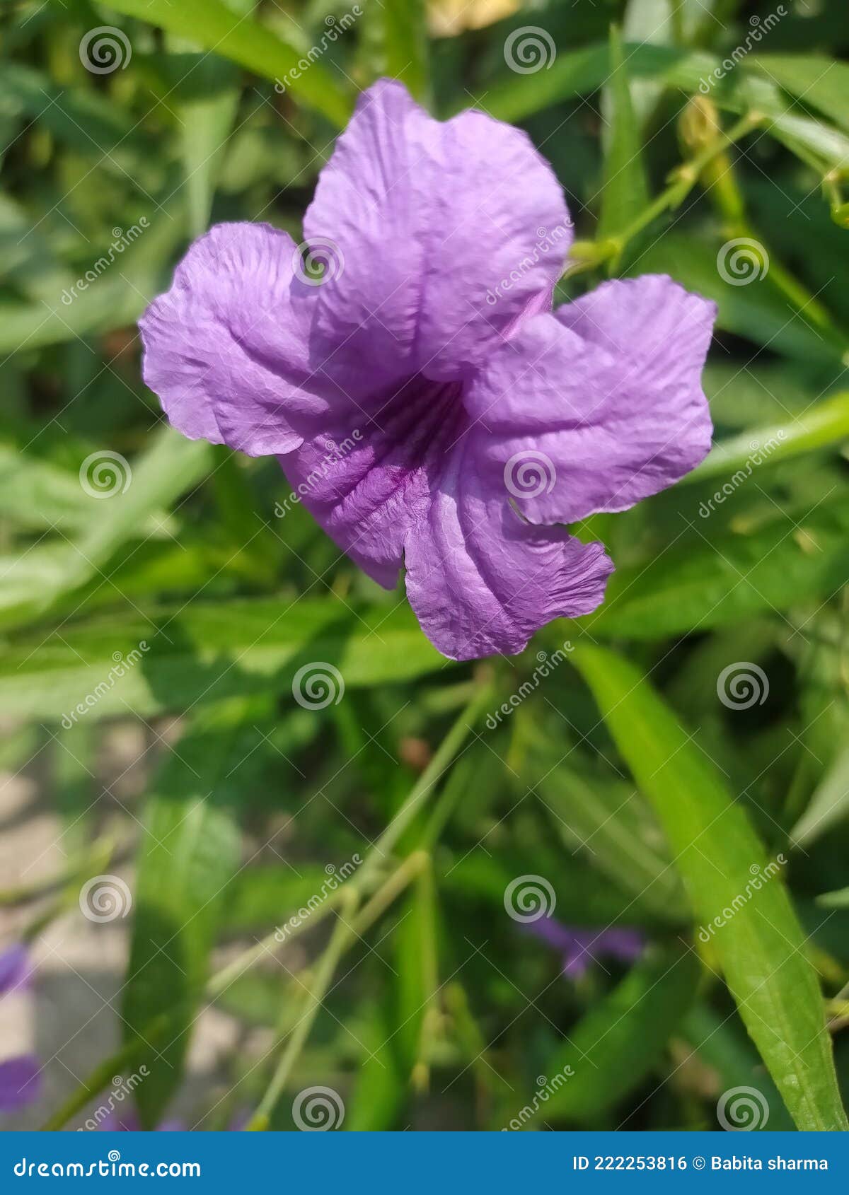 Flower parpal beautiful stock photo. Image of purple - 222253816
