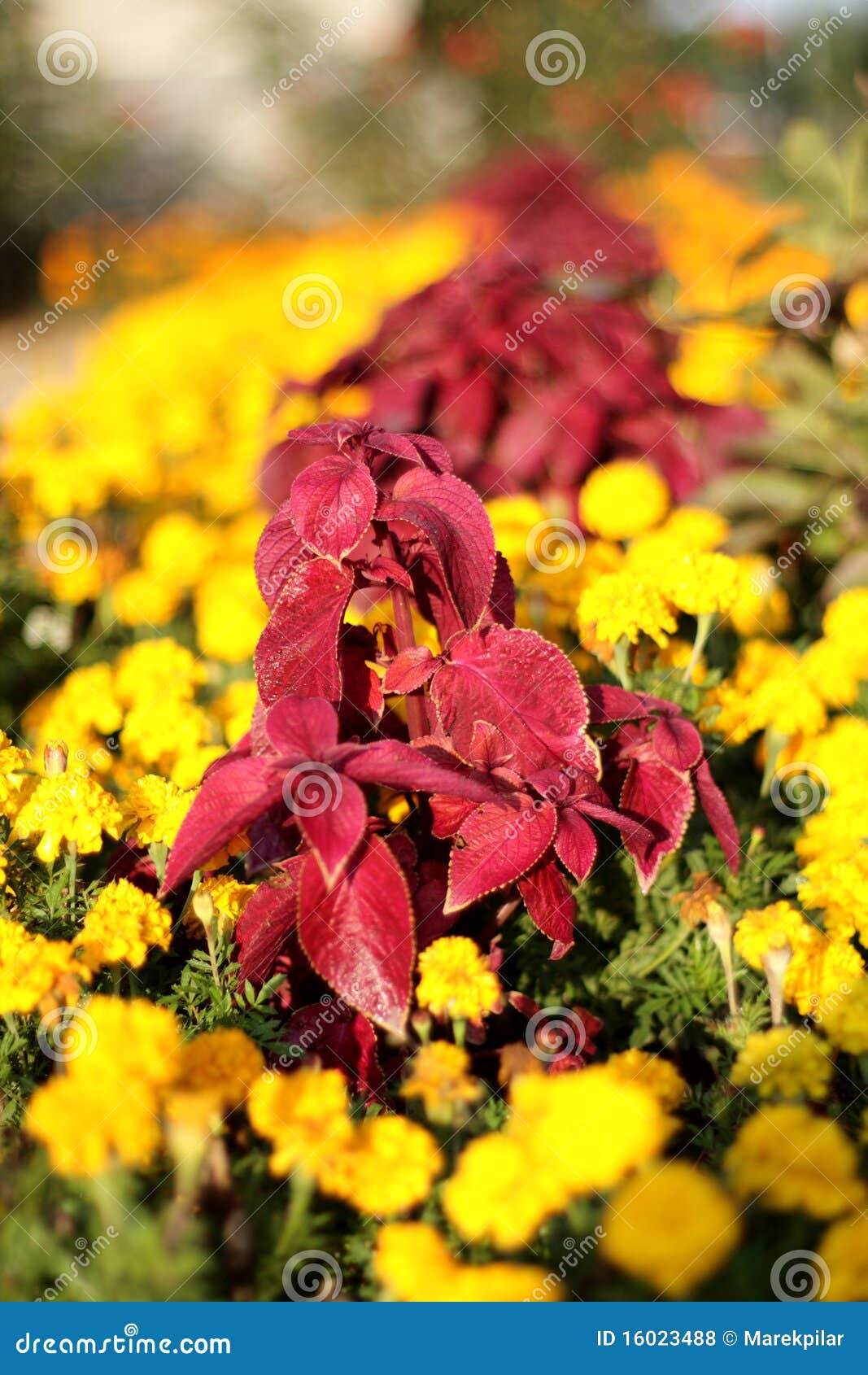 Flower patch stock photo. Image of framed, backgroung - 16023488