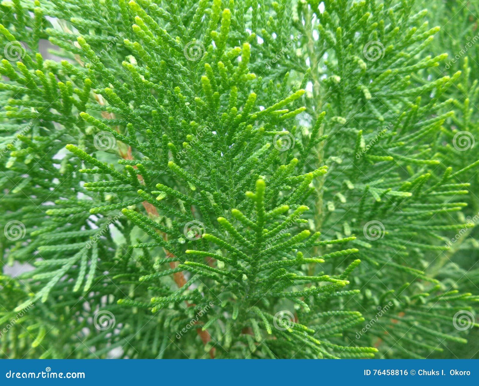 Flower patch stock photo. Image of background, shade - 76458816