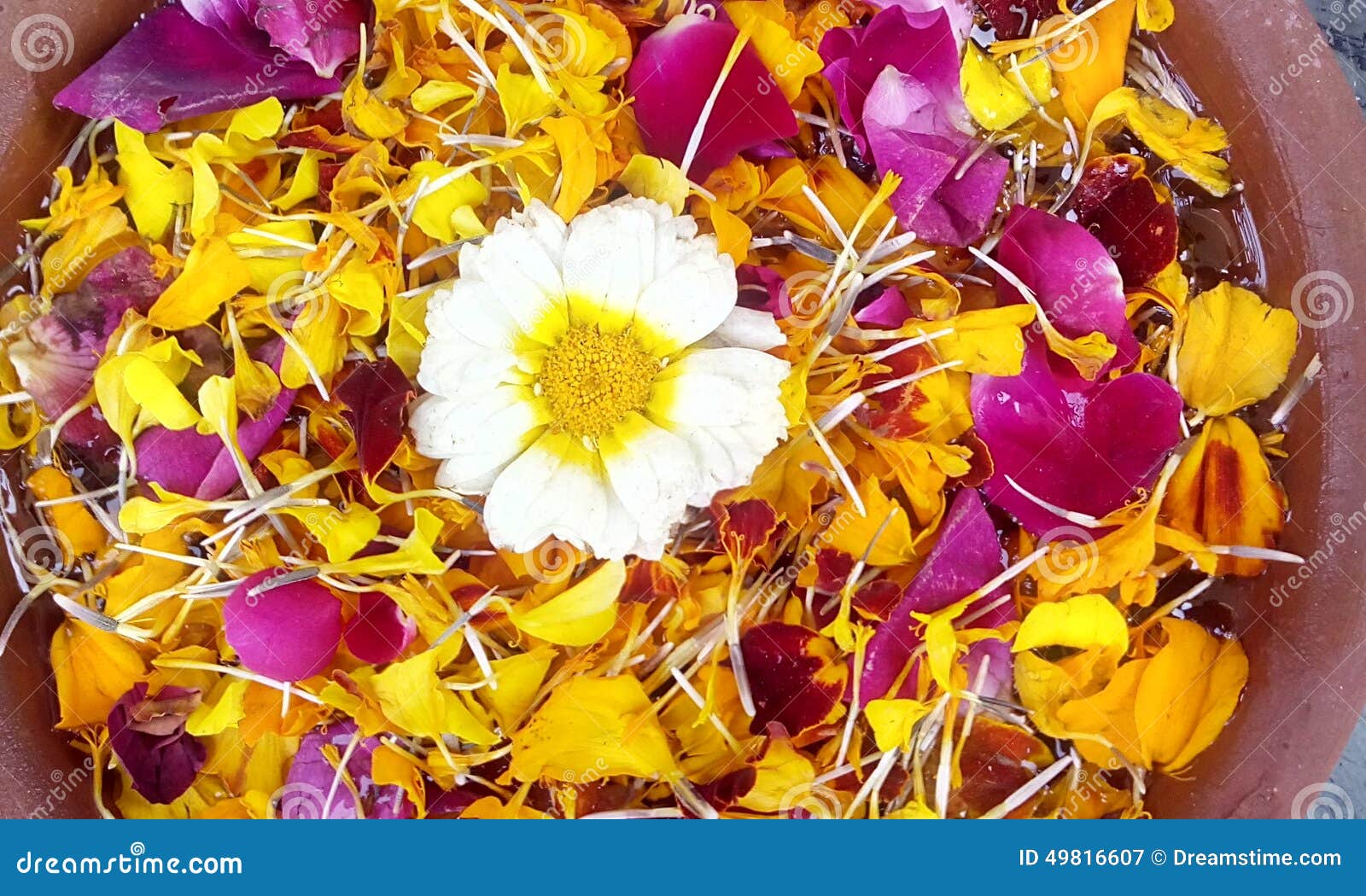 Flower patels stock image. Image of patels, orange, white - 49816607