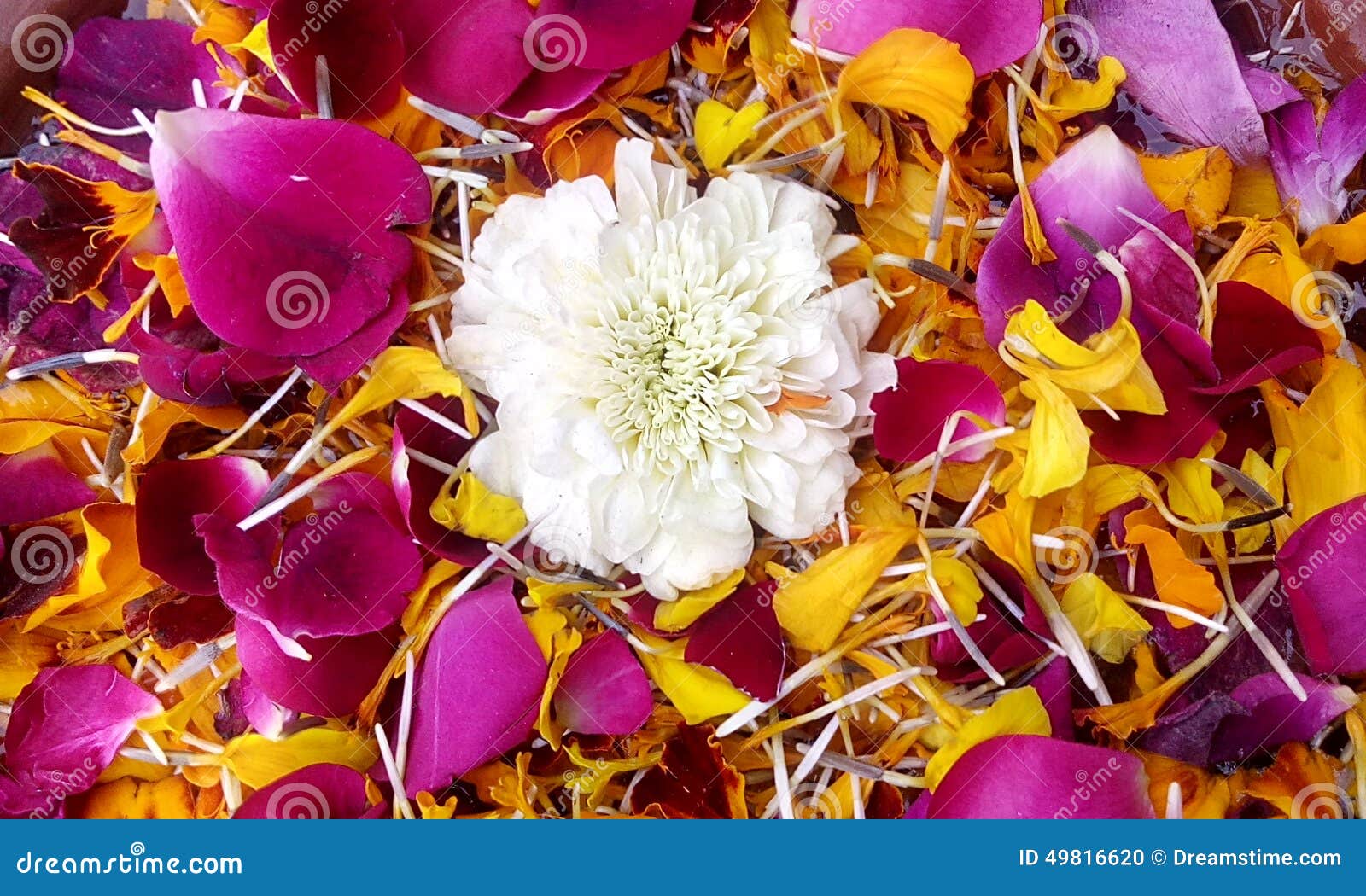 Flower patels stock photo. Image of plant, patels, spring - 49816620