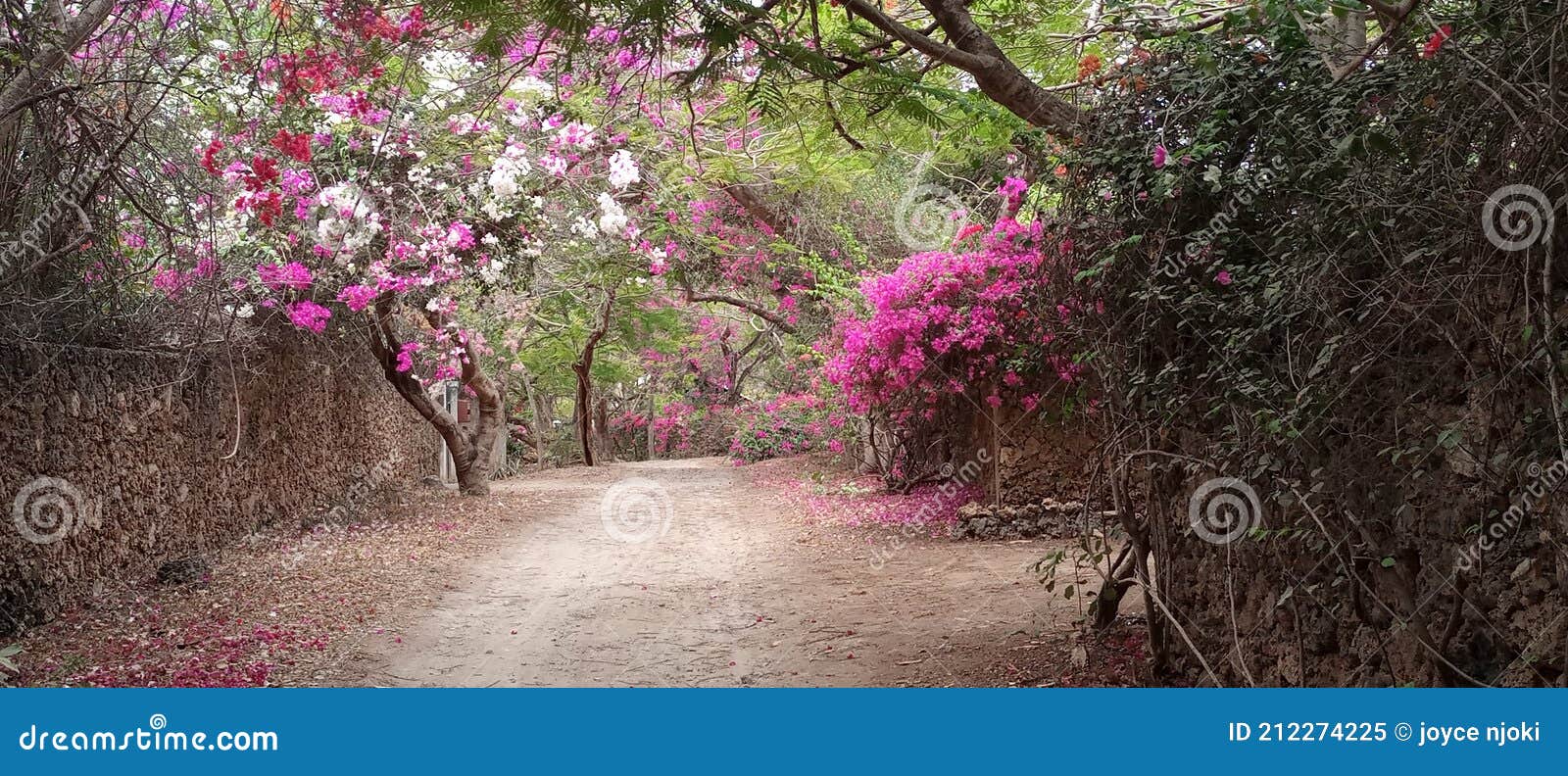 Flower path pink stock image. Image of woodland, tree - 212274225