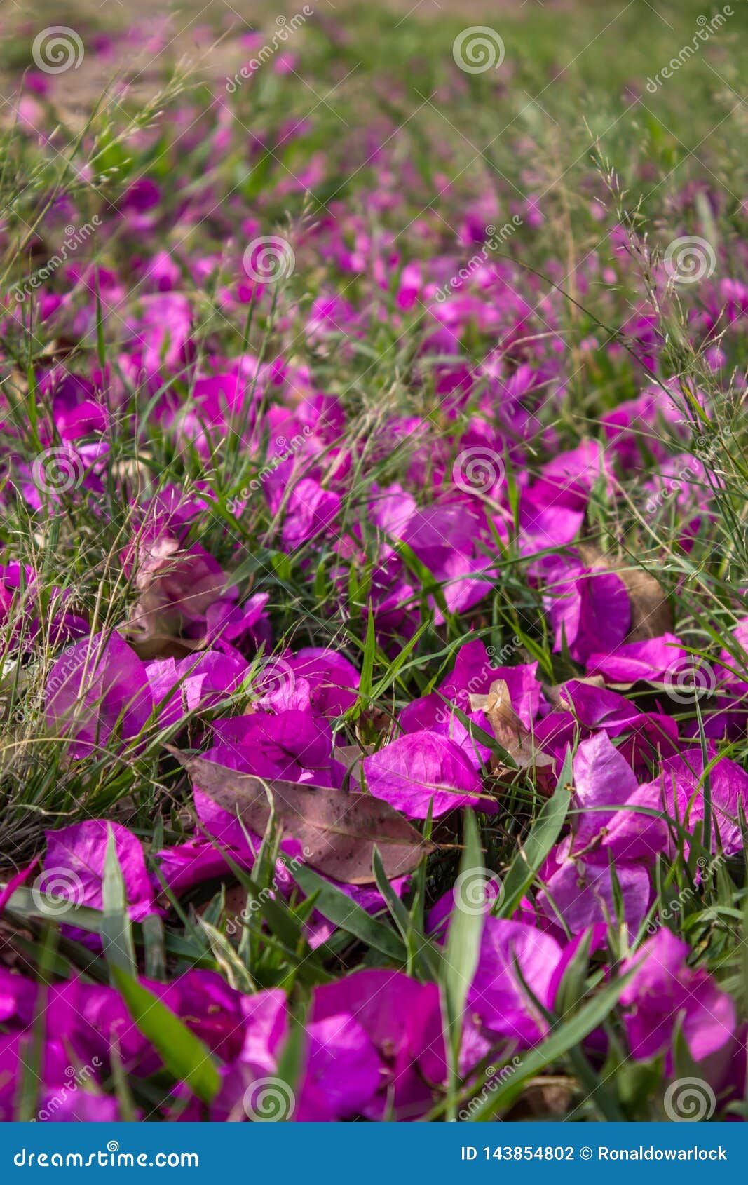 Flower path stock photo. Image of flowers, petals, bush - 143854802