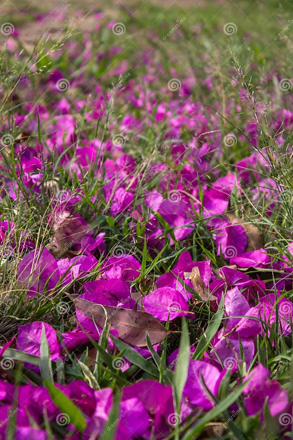 Flower path stock photo. Image of flowers, petals, bush - 143854802