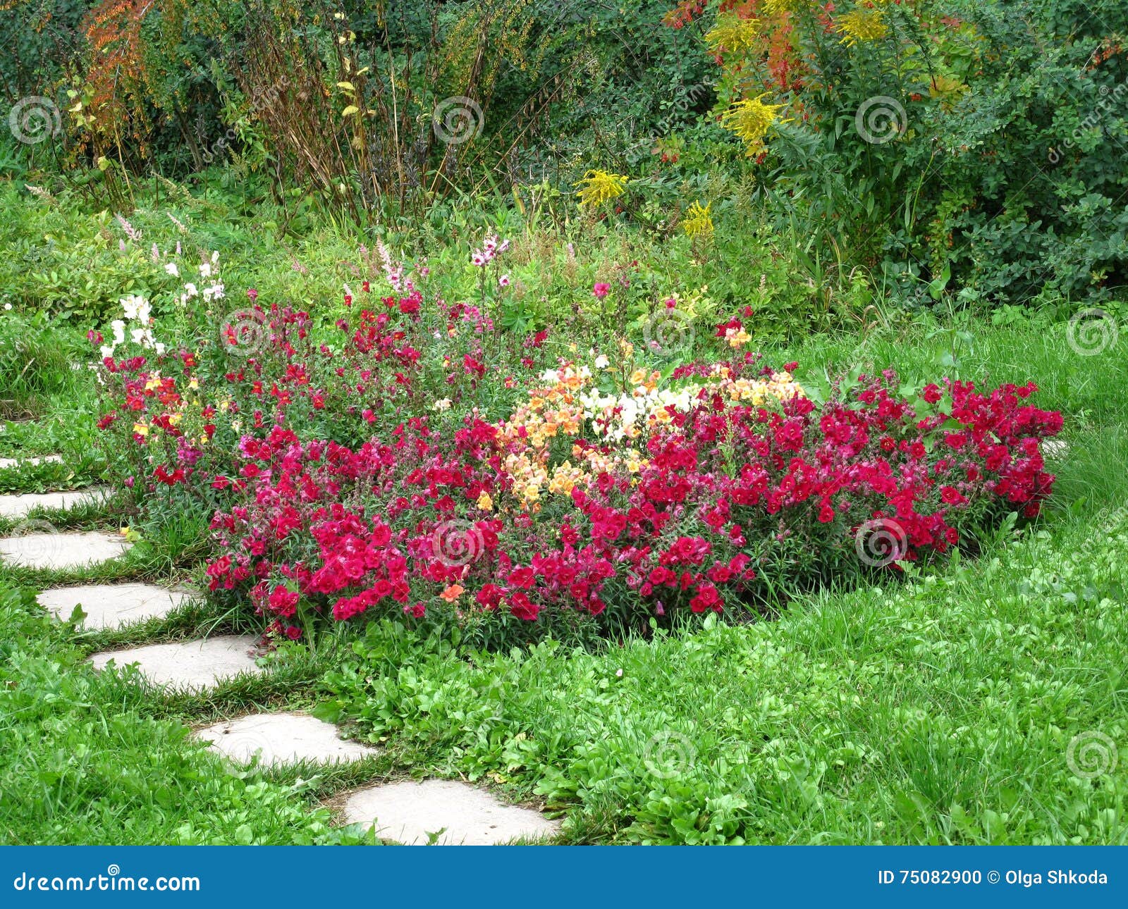 Flower and path stock photo. Image of leaf, blossom, nature - 75082900