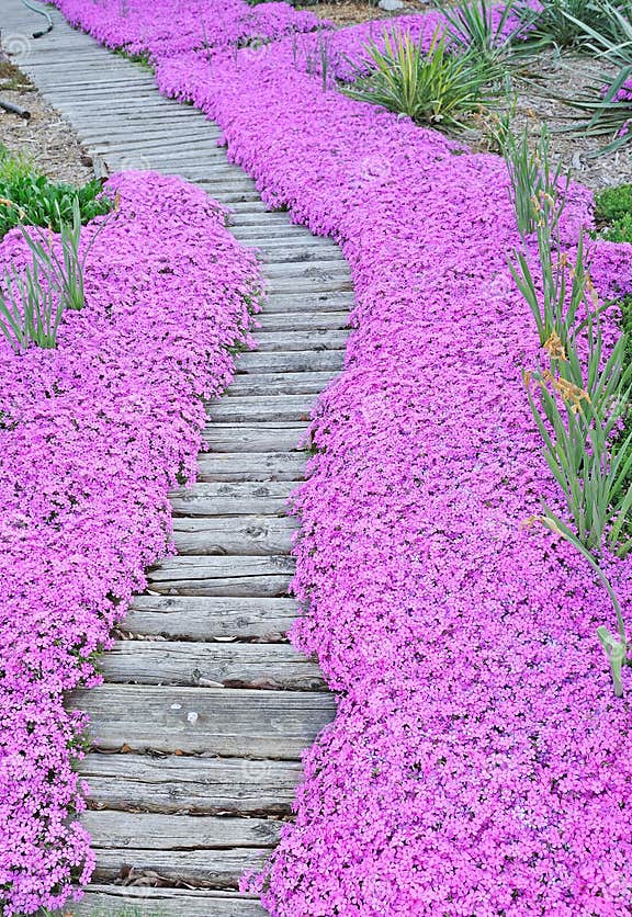 Flower pathway stock photo. Image of park, alley, flora - 13883776