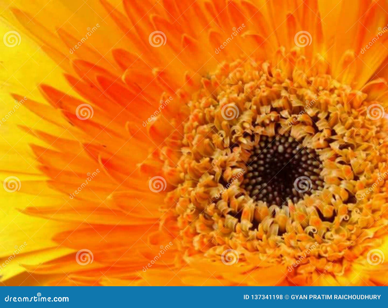 Flower Pattern stock photo. Image of complicated, floral - 137341198
