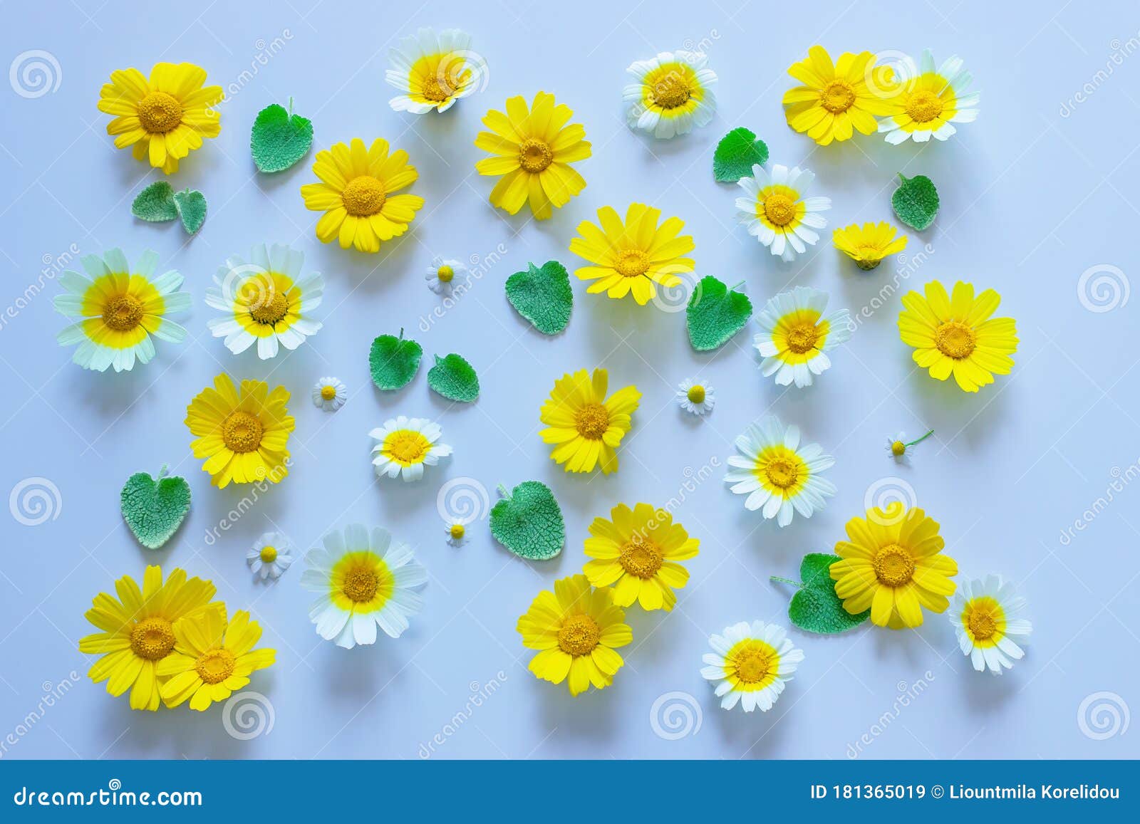 Flower Pattern with Small Leaves and Fresh Daisies on a White ...
