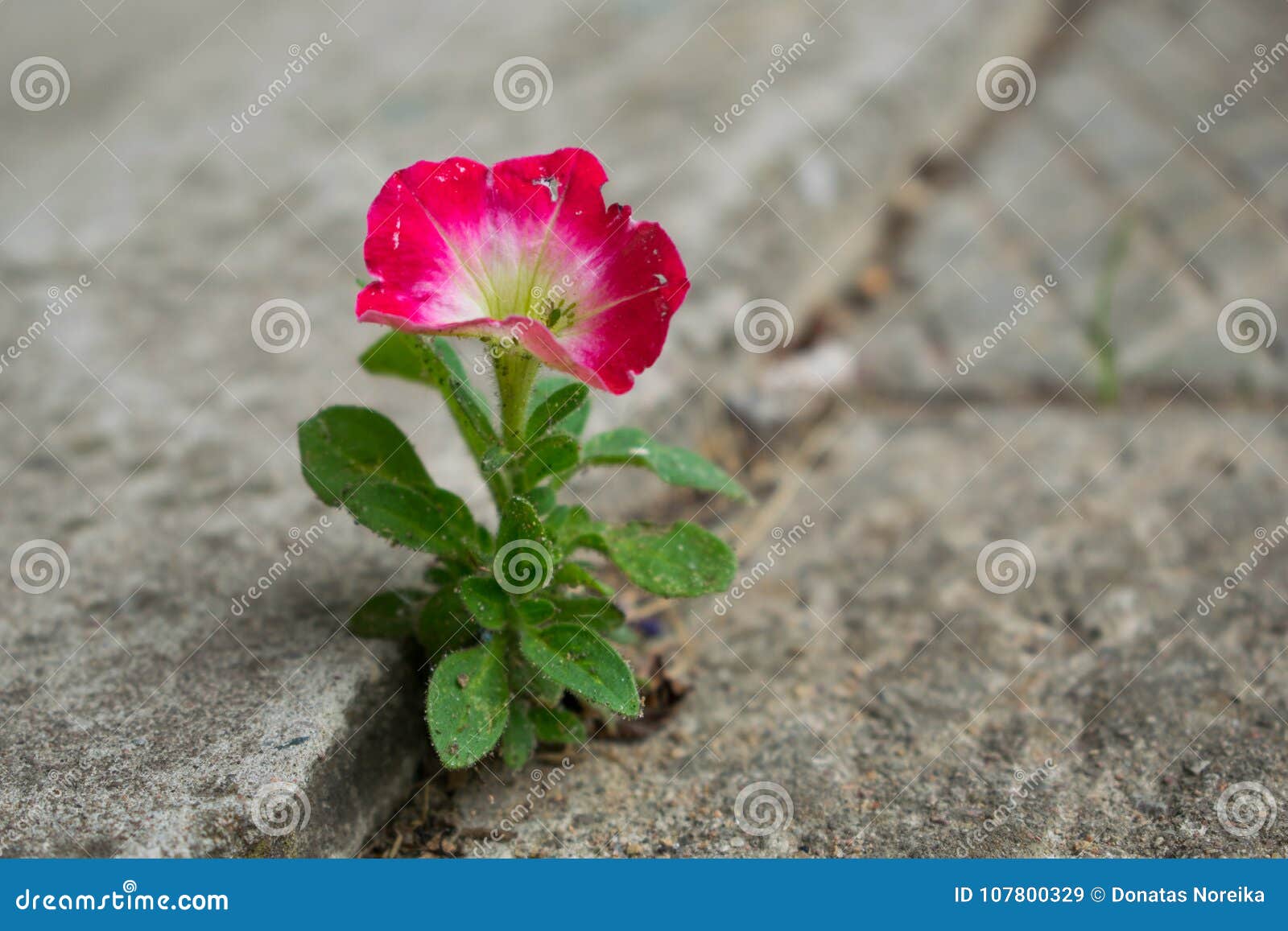 Flower in the pavement stock image. Image of pavment - 107800329