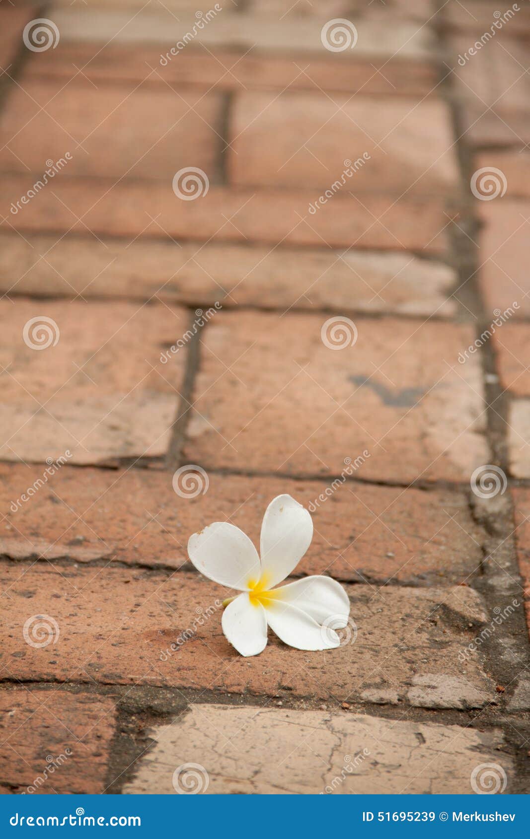Flower on the pavement stock image. Image of floor, brick - 51695239