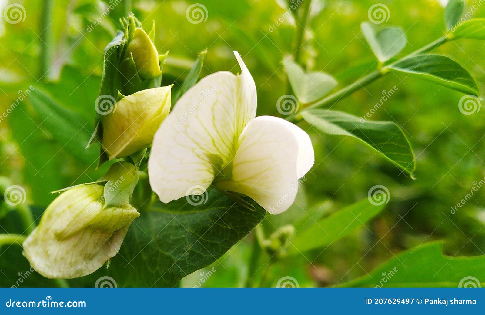 Flower of pea stock image. Image of produce, fruit, shrub - 207629497