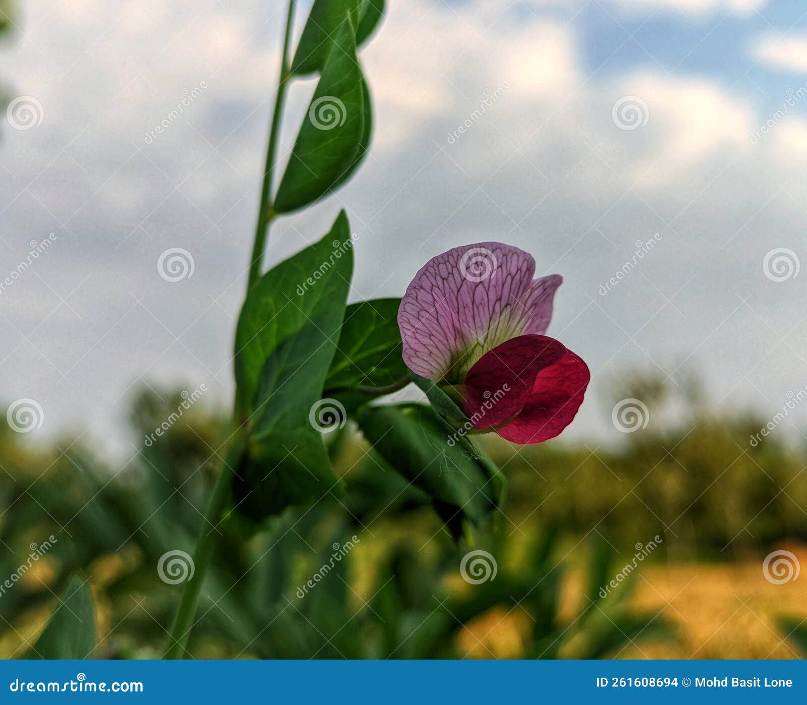A Flower of a Pea Plant in a Field. Stock Photo - Image of produce ...
