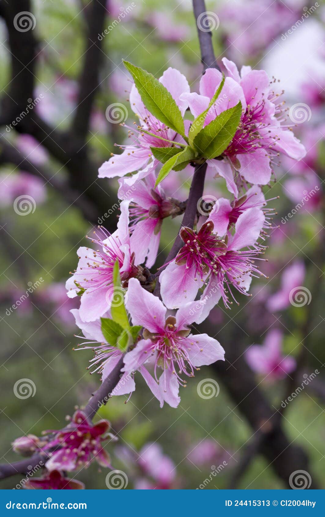 Flower of Peach blossom stock image. Image of beautiful - 24415313