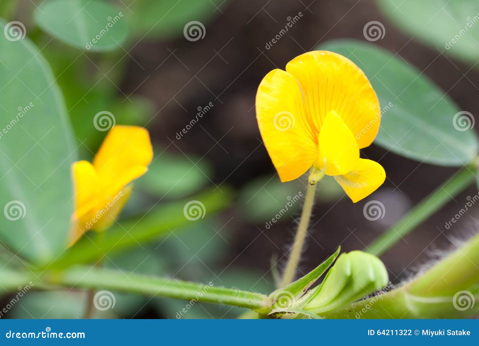 Flower of peanuts stock photo. Image of outdoor, plant - 64211322