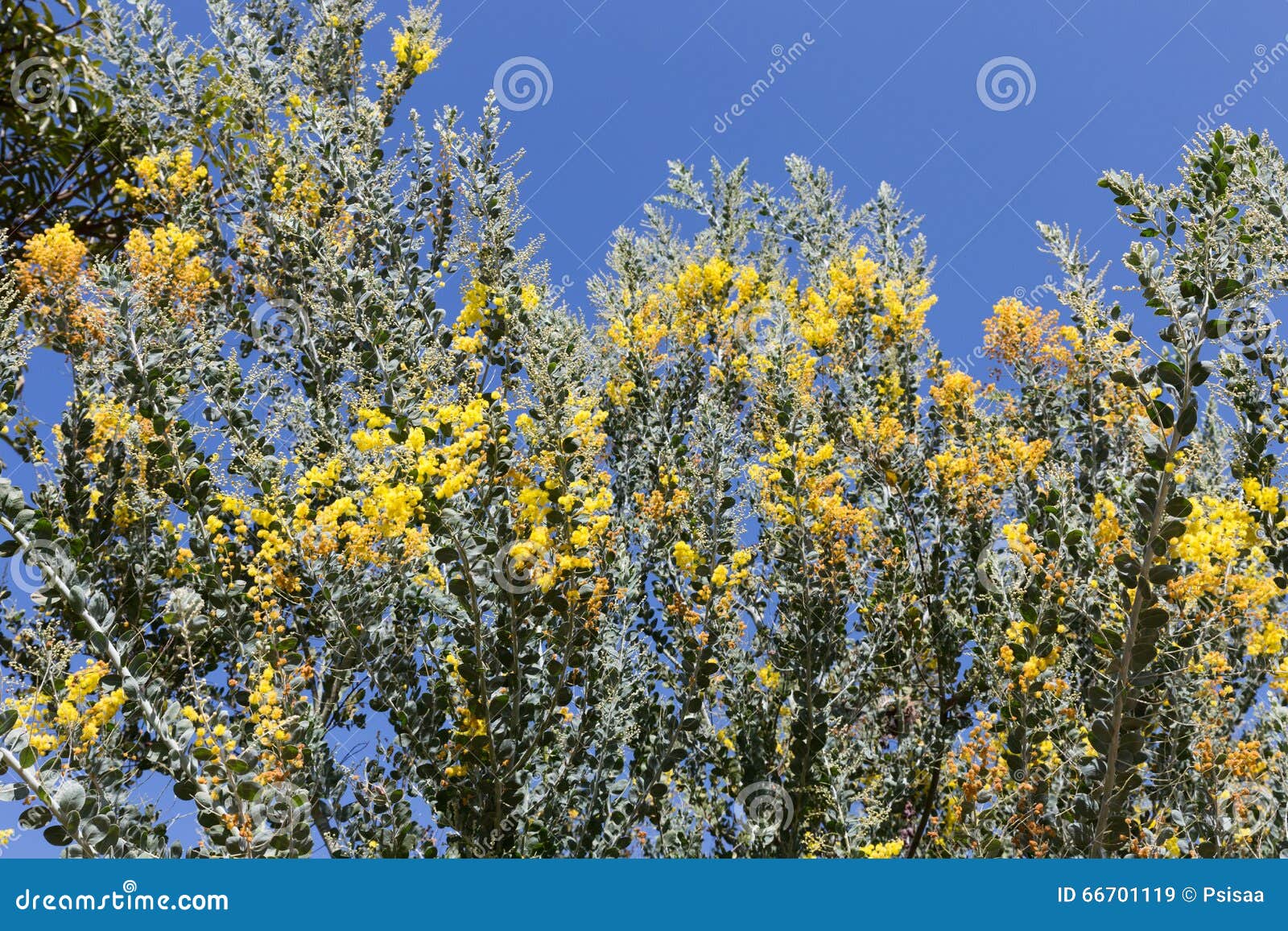 Flower of Pearl Acacia Tree Stock Image - Image of tree, flower: 66701119