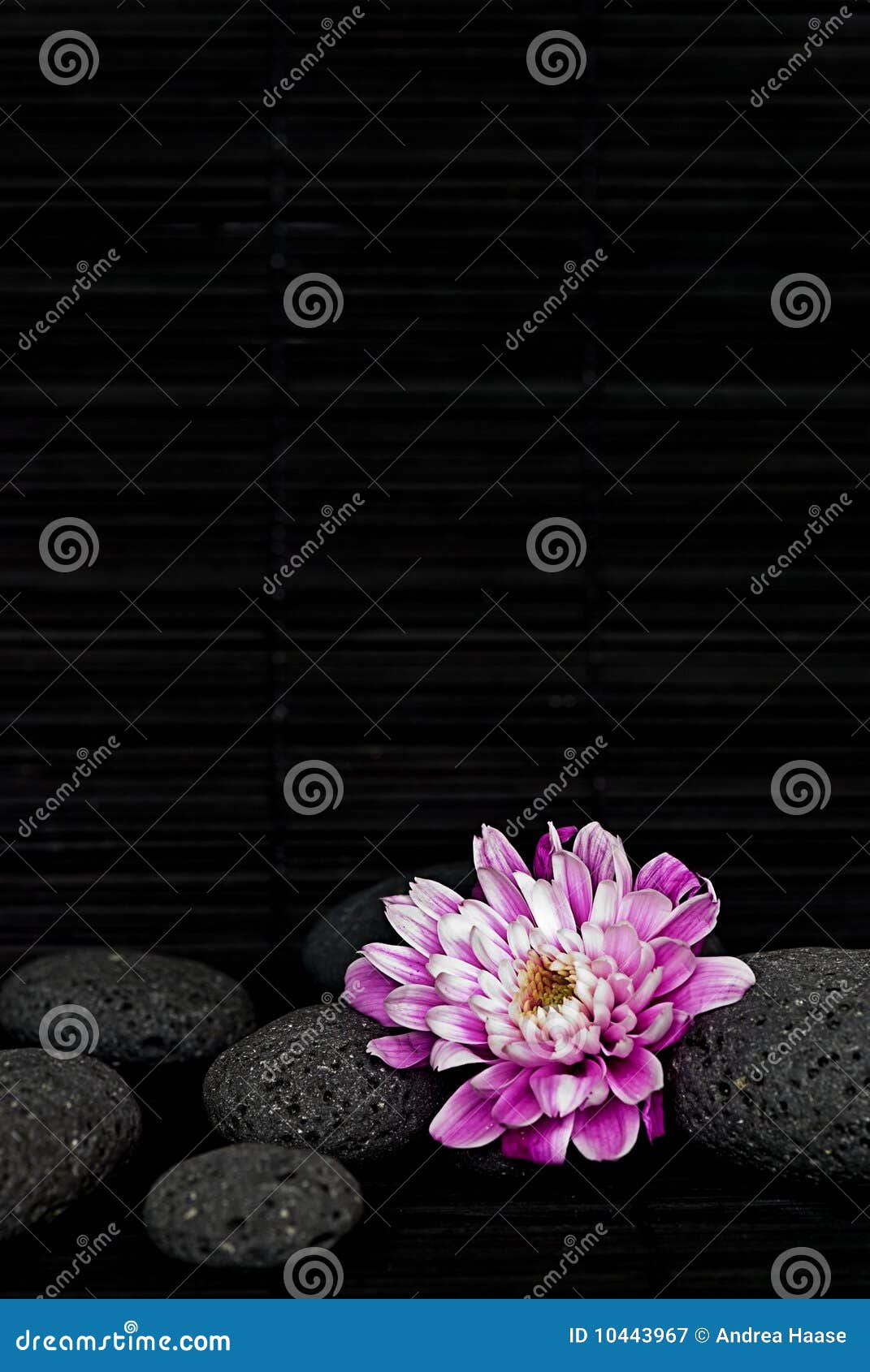 Flower and pebble stock image. Image of floral, dahlia - 10443967