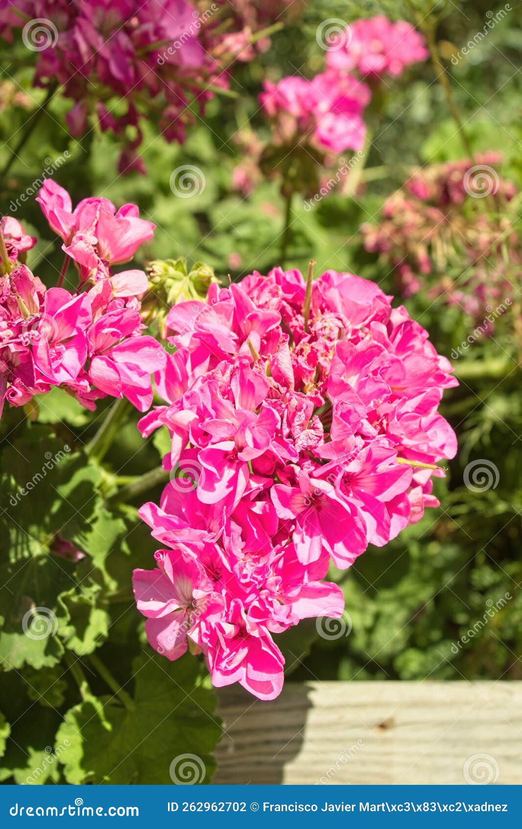 Flower Pelargonium Zonale, Common Geranium Stock Photo - Image of ...