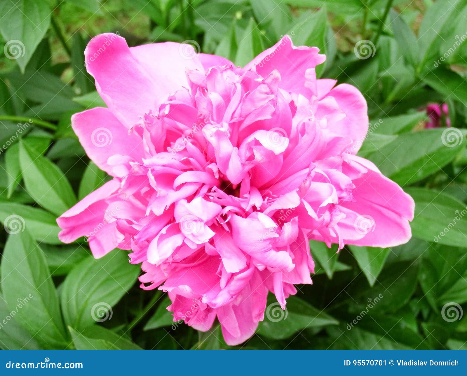 Flower `Peony` stock image. Image of meadow, russia, plant - 95570701