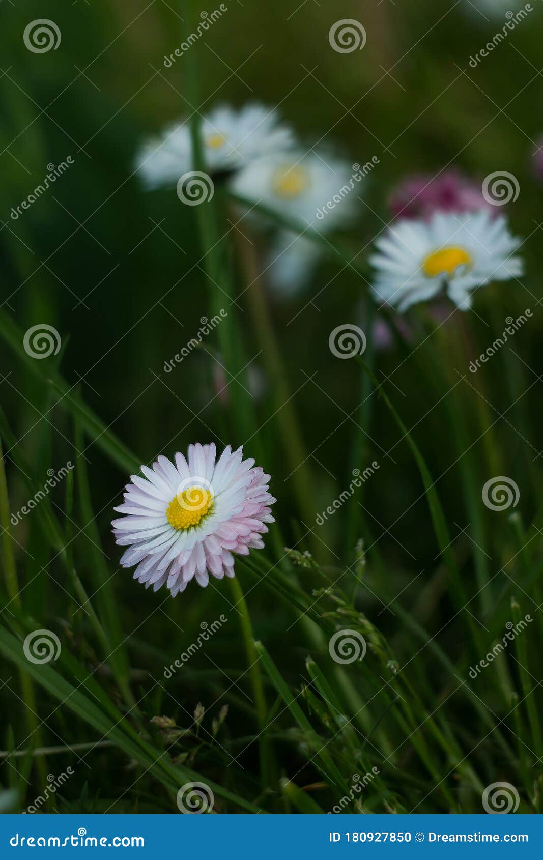Flower of Perennial Daisy in the Grass Stock Photo - Image of filament ...