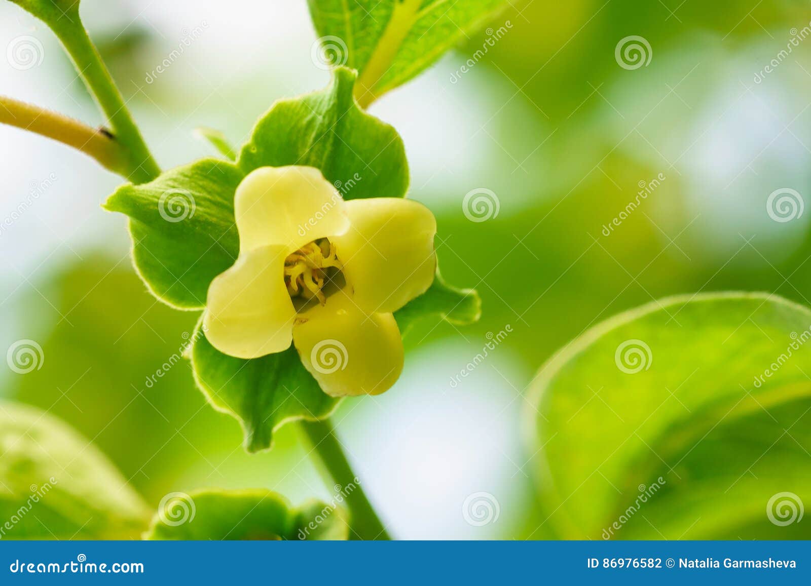 Flower Persimmon Lat. Diospyros on a Tree Branch Stock Photo - Image of ...