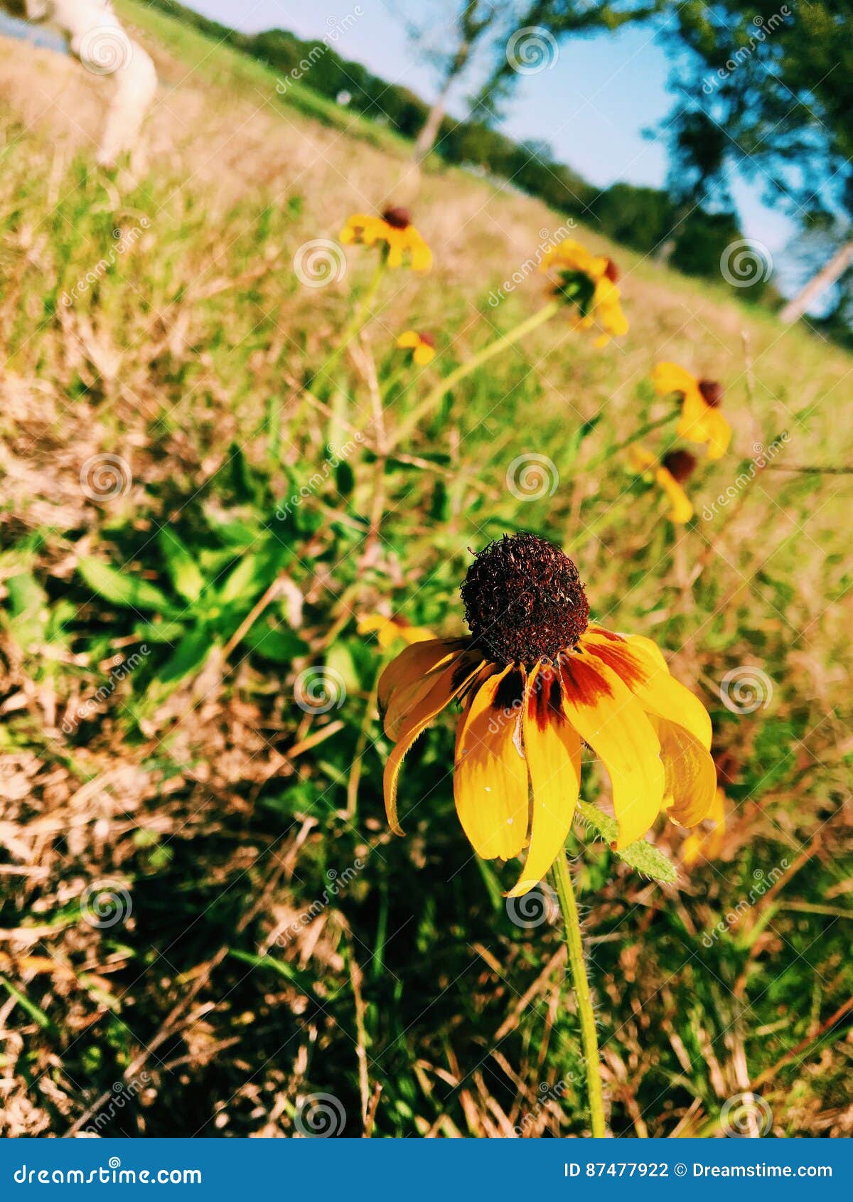 Flower perspective stock photo. Image of yellow, flower - 87477922
