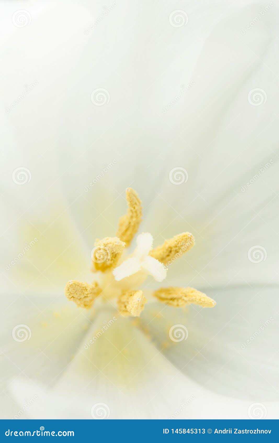 Flower Pestle and Stamen Close-up, Macro. Empty Space for Text Stock ...