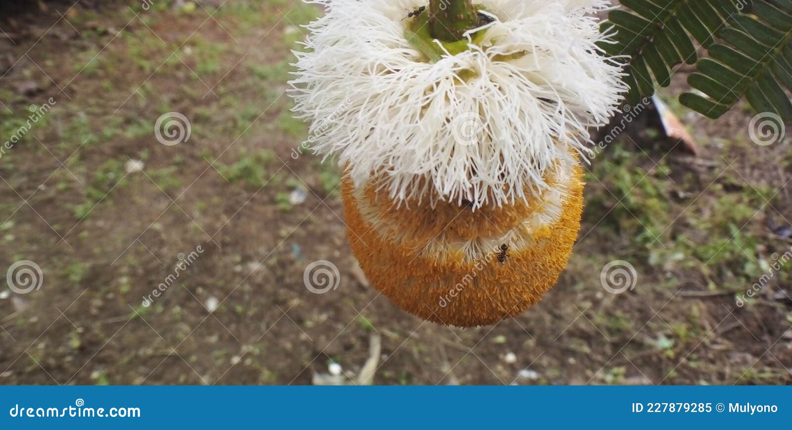 The Flower of the Petai Plant that is in Loom Stock Image - Image of ...