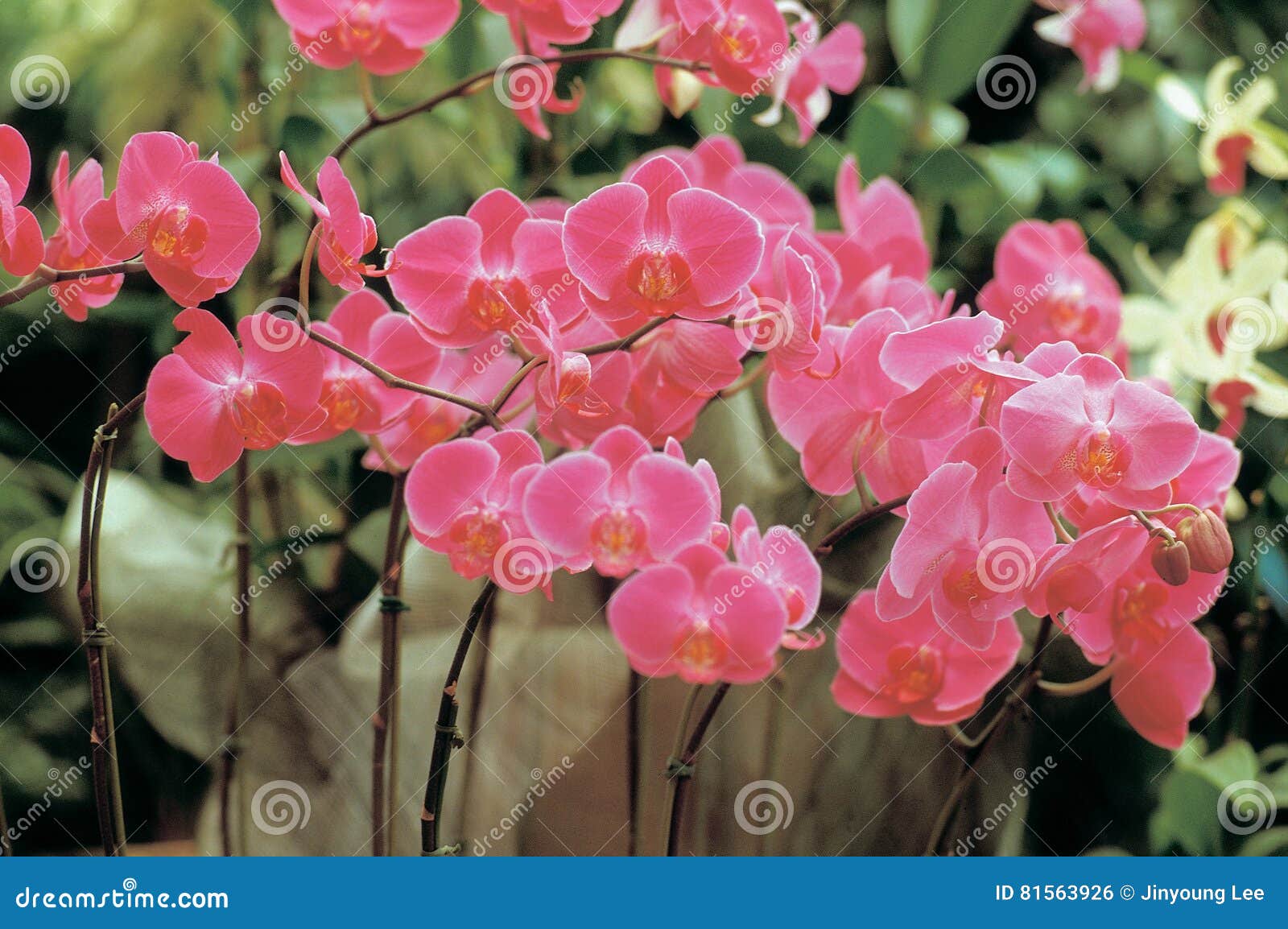 Flower stock photo. Image of spring, pink, petal, nature - 81563926