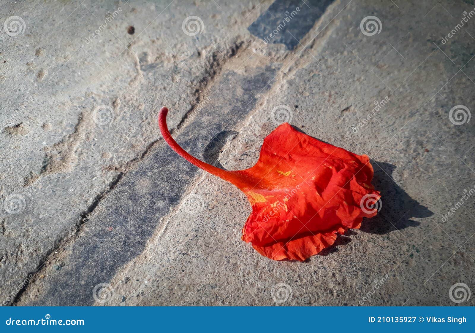 A Flower Petal Fell on the Ground - Hardship Concept. Stock Image ...