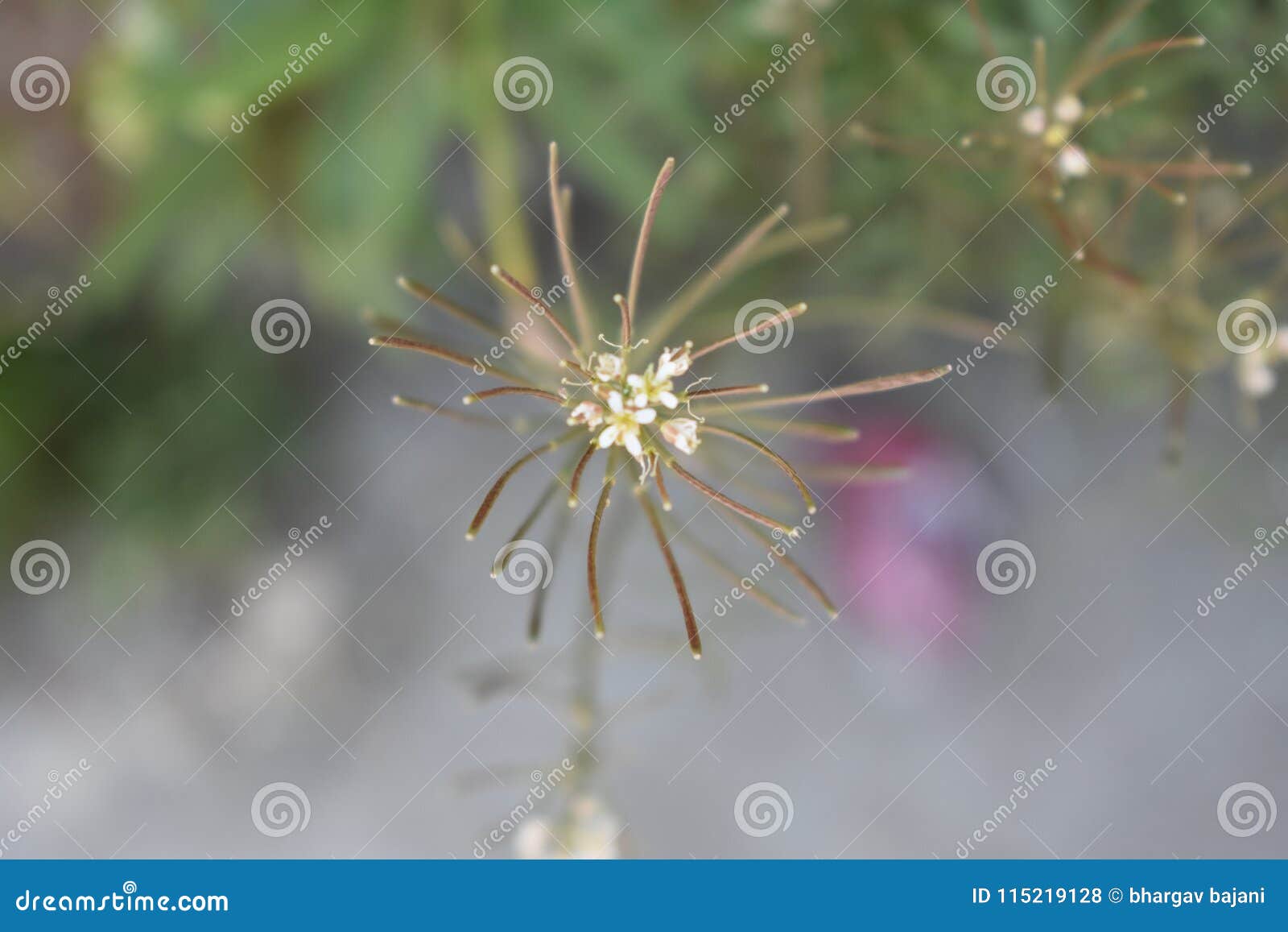 Flower without petal stock photo. Image of internal - 115219128