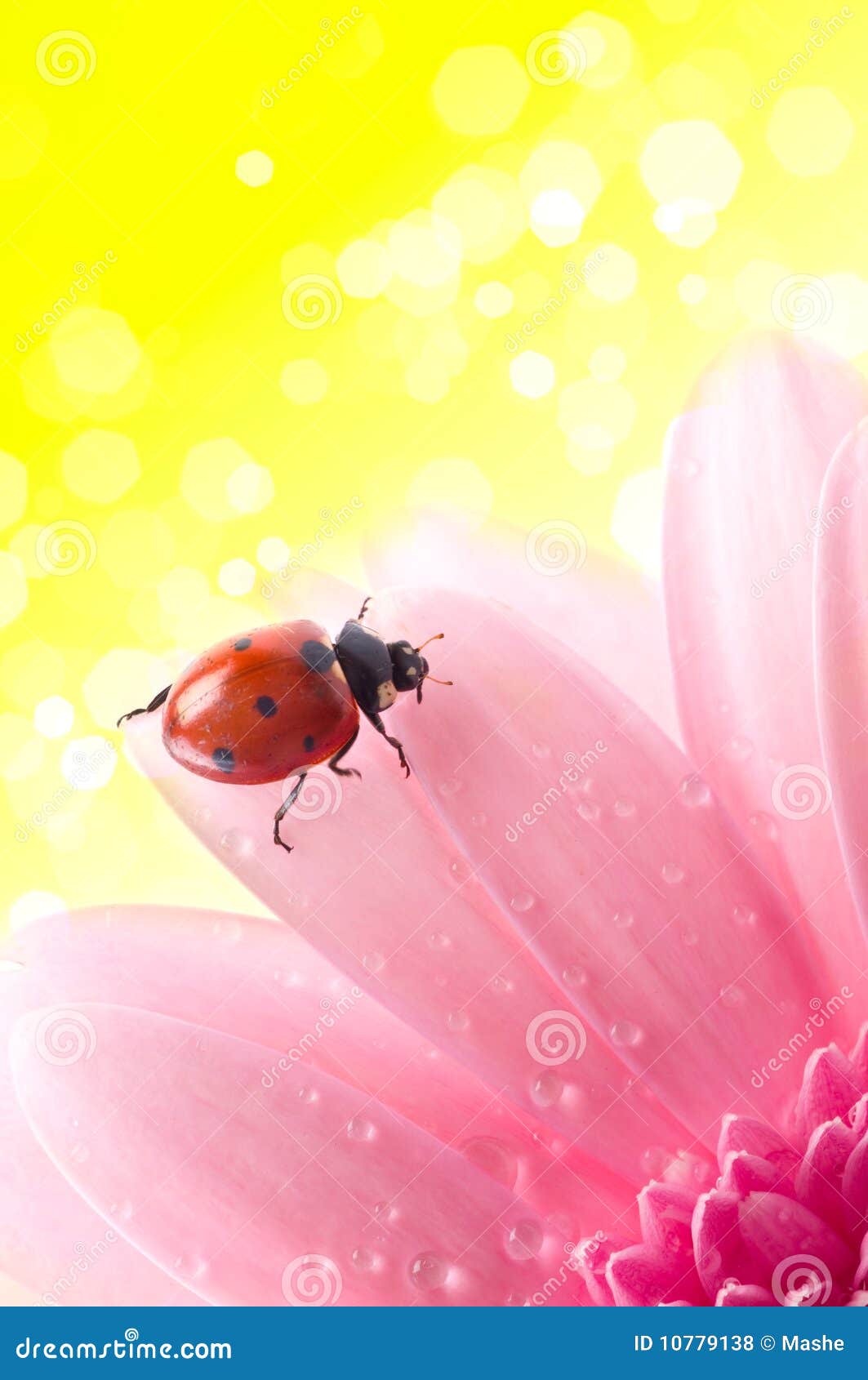 Flower petal with lady bug stock photo. Image of macro - 10779138