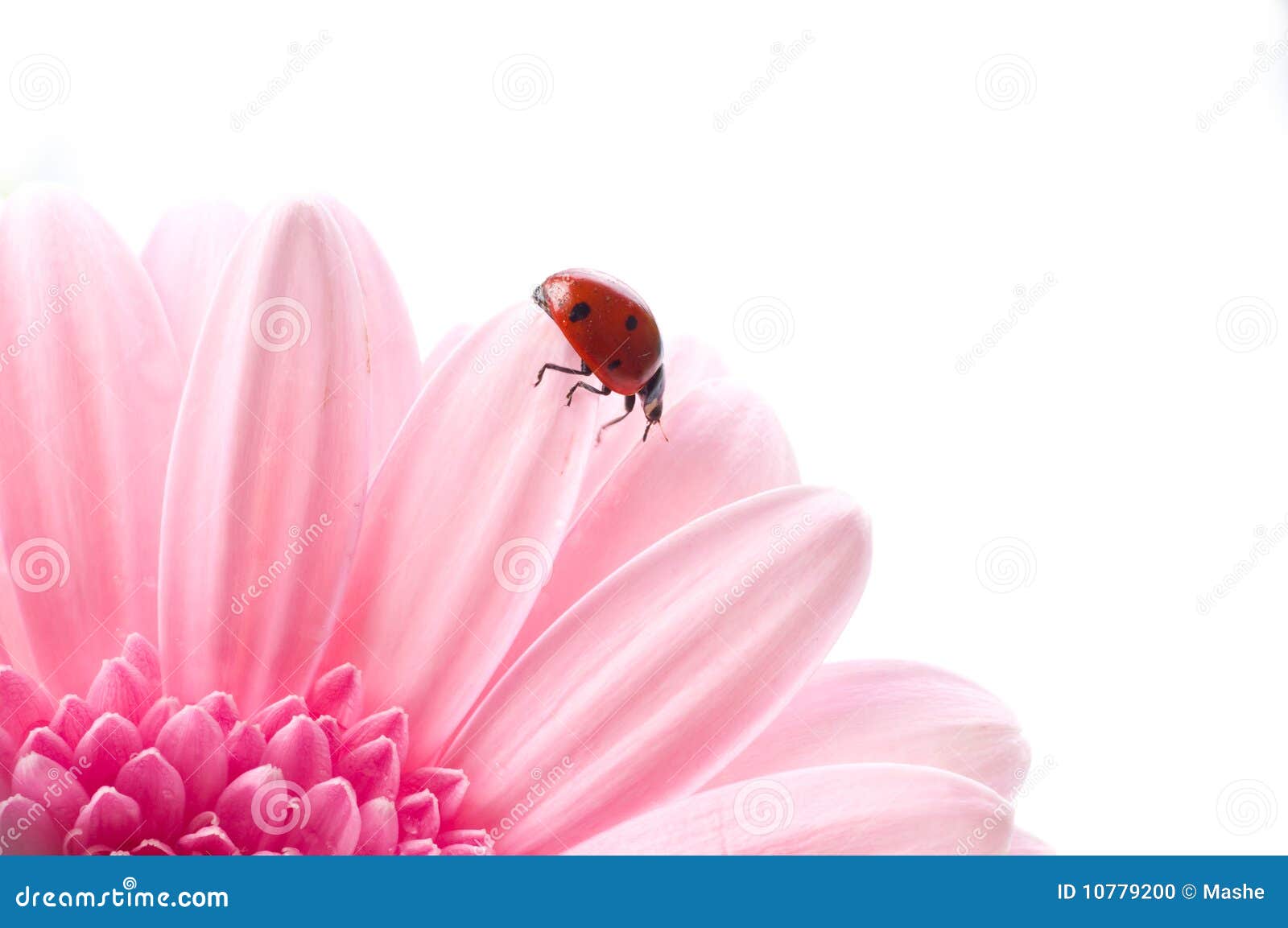 Flower petal with lady bug stock photo. Image of floral - 10779200