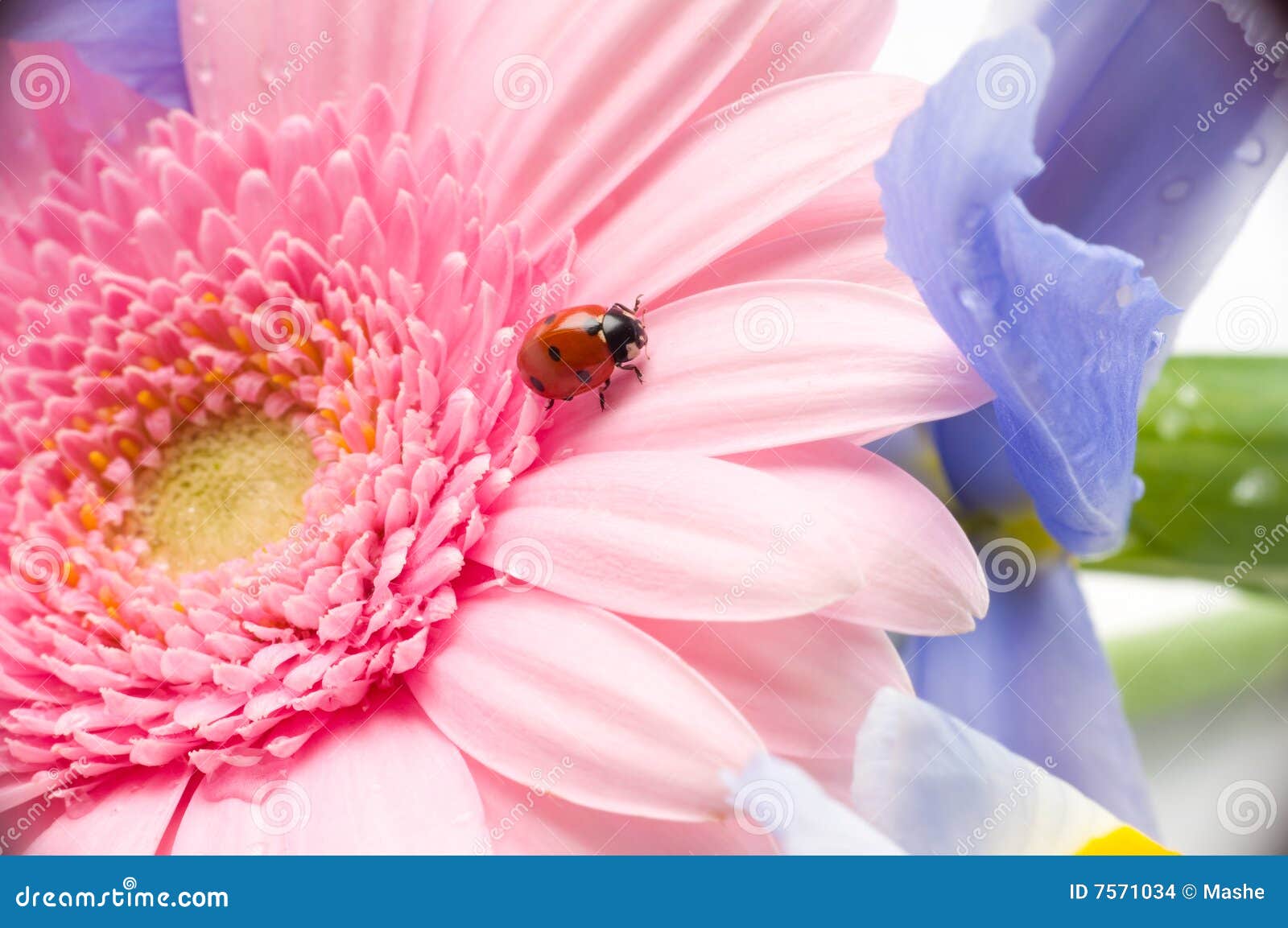 Flower petal with ladybug stock photo. Image of single - 7571034