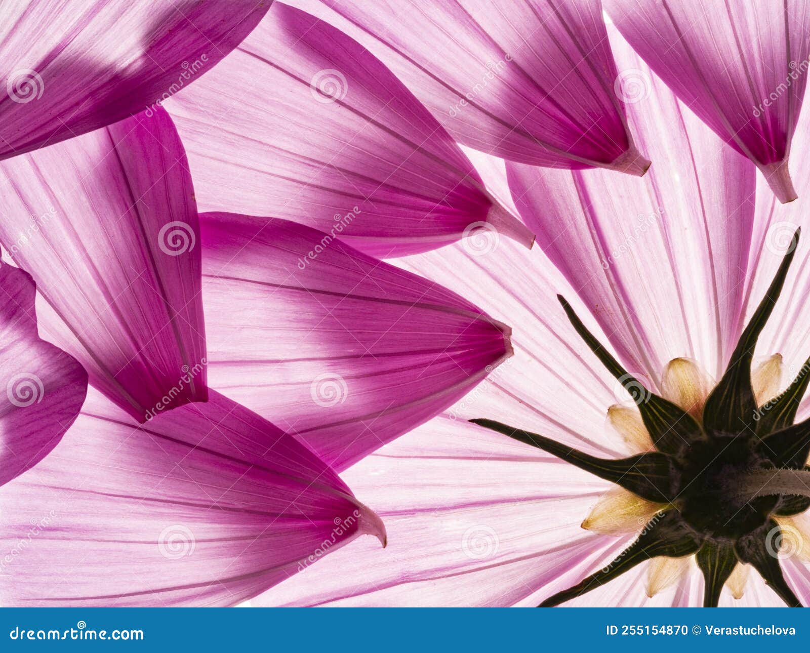 The Flower Petal Texture Close Up Stock Photo - Image of background ...