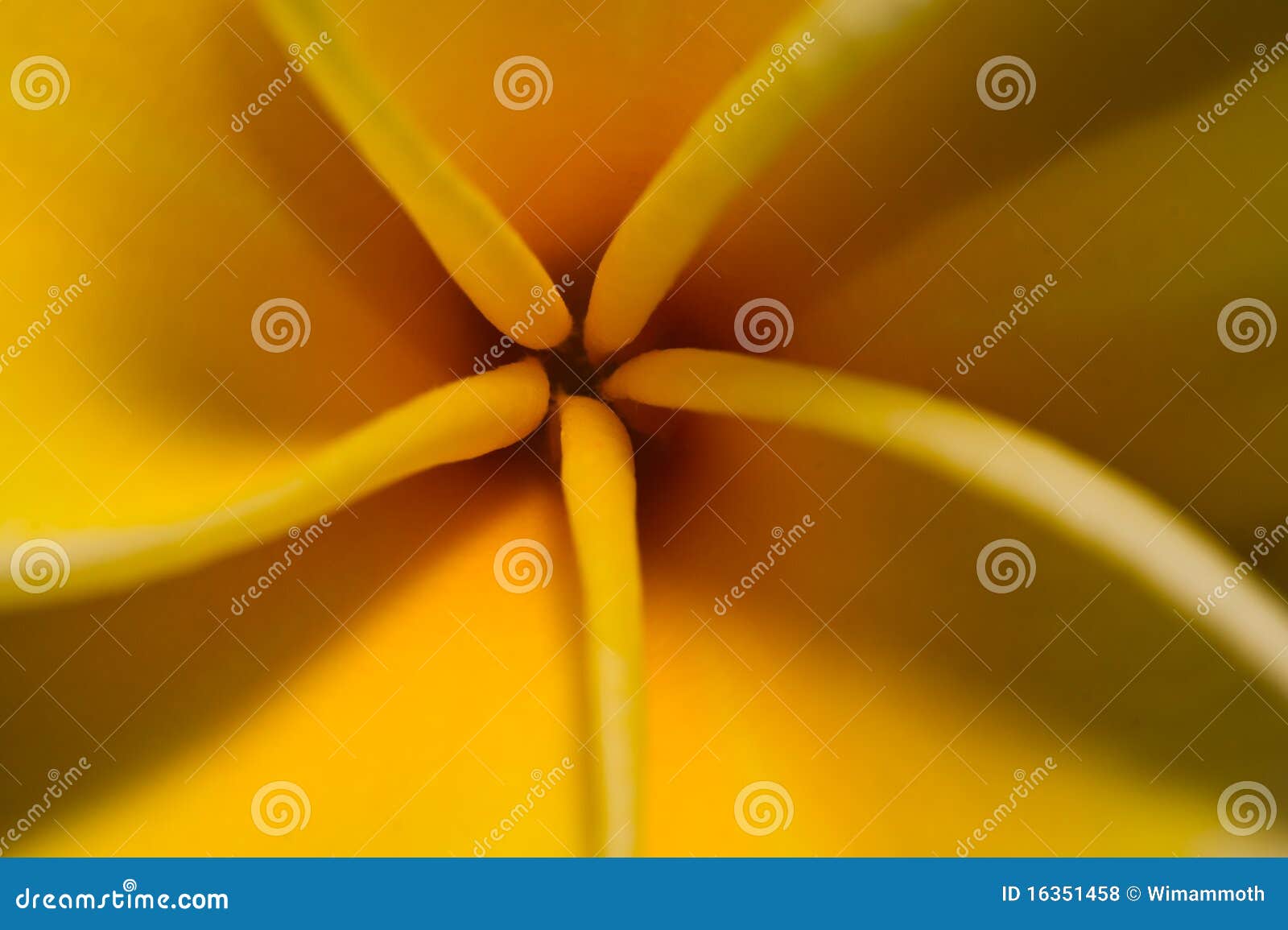 Flower Petals Abstract stock photo. Image of background - 16351458