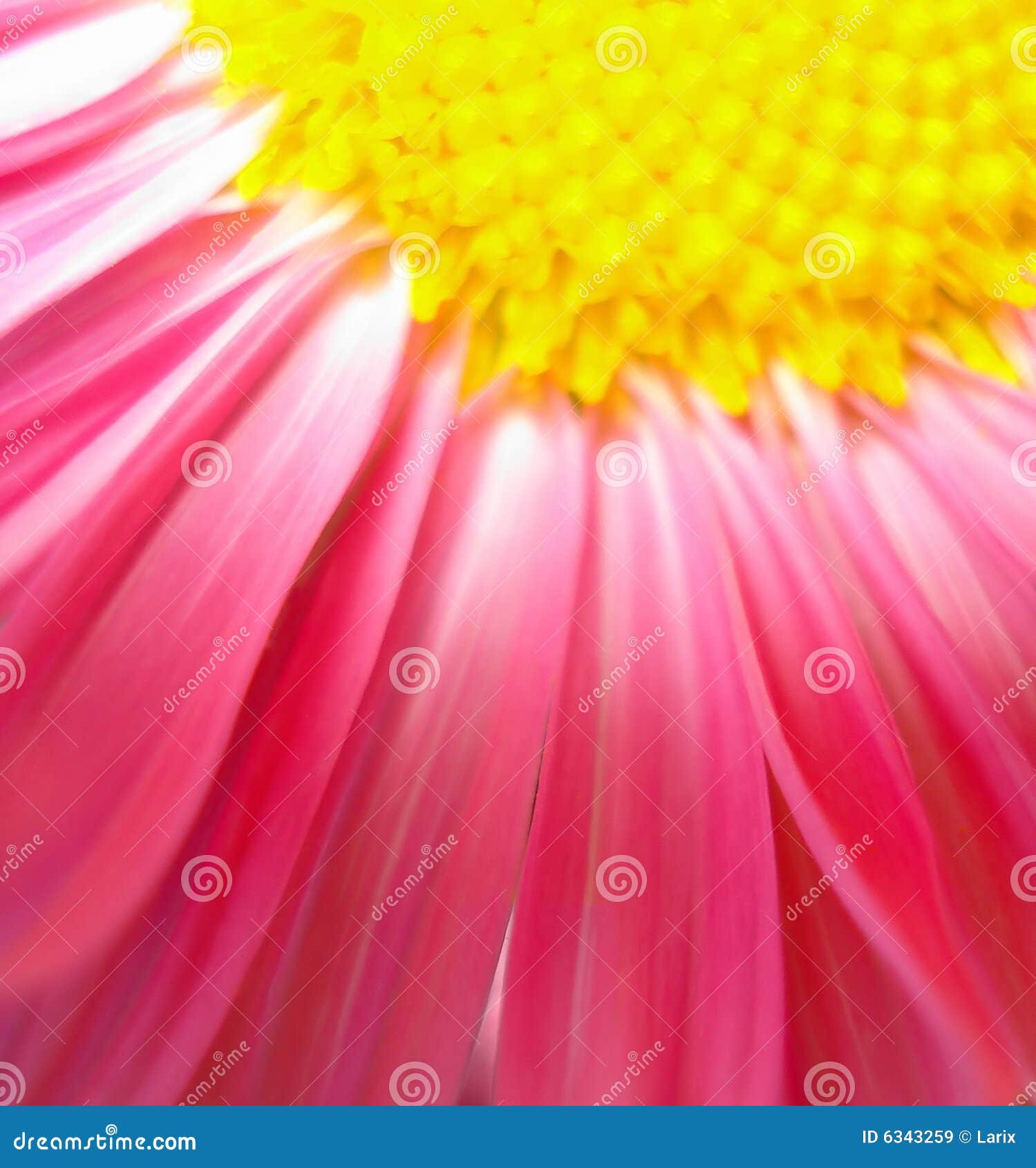Flower Petals Abstract stock image. Image of gold, blur - 6343259