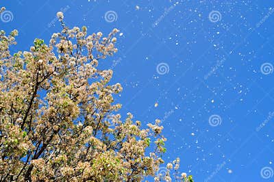 Flower Petals Blowing in the Wind Stock Photo - Image of windy ...