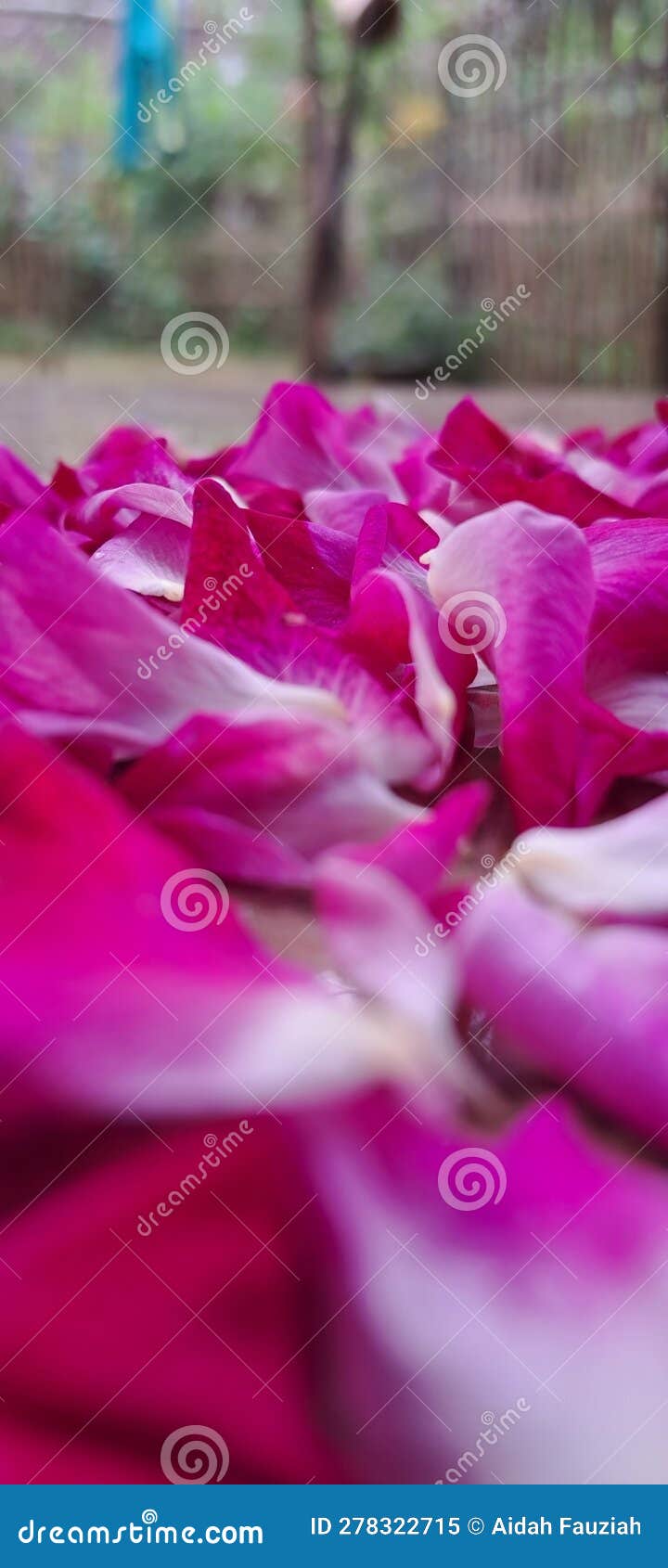 FLOWER PETALS FALLING on the GROUND Stock Image - Image of pink, ground ...