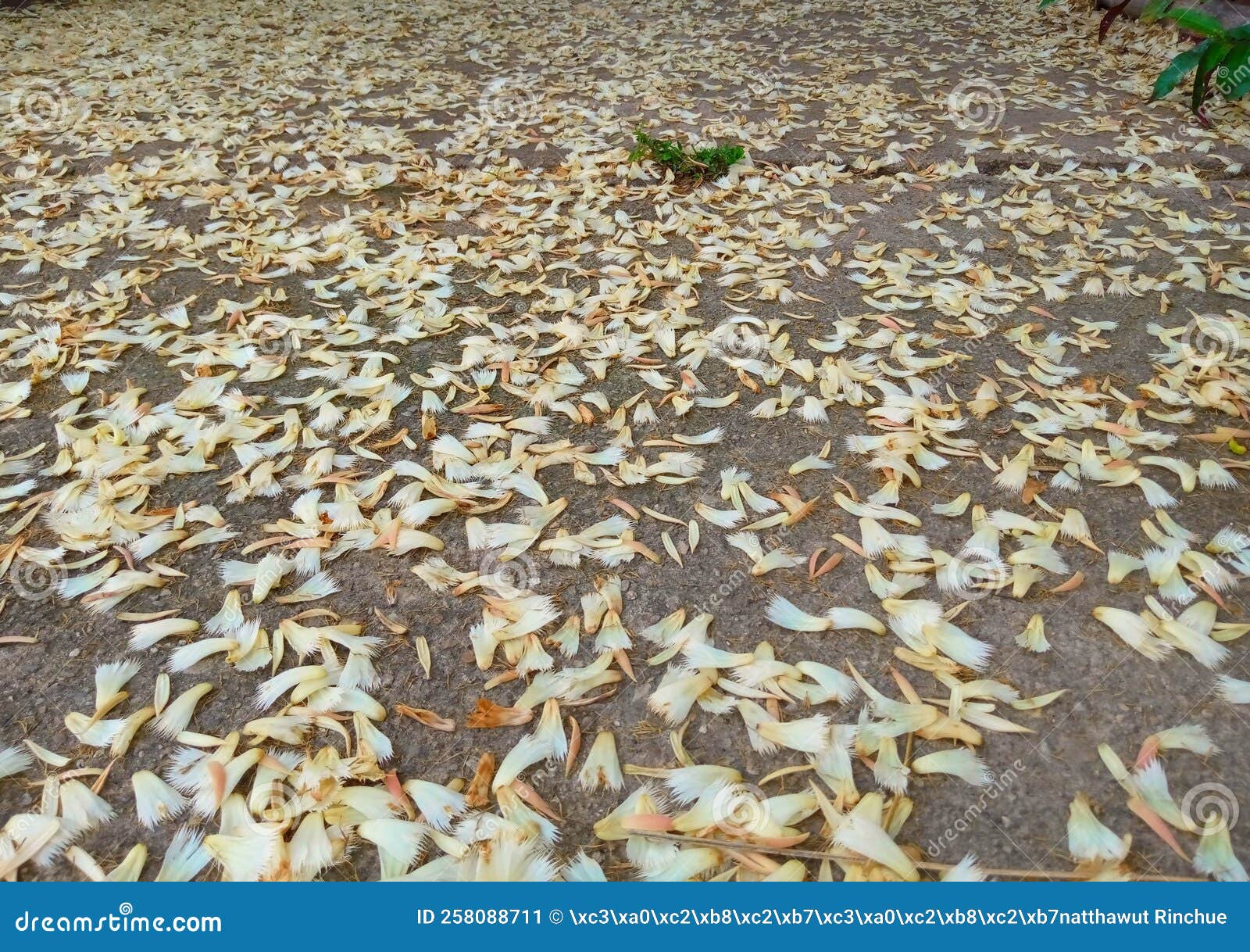 Flower Petals Falling on the Ground Stock Image - Image of falling ...