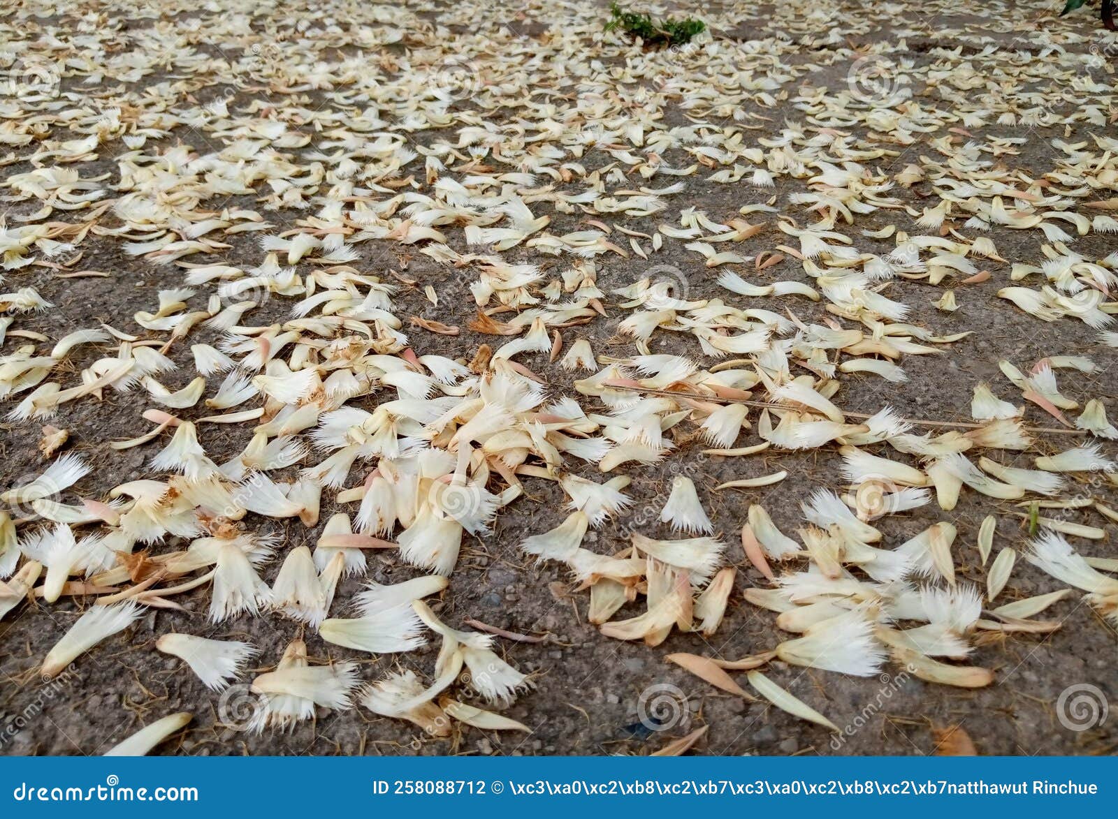 Flower Petals Falling on the Ground Stock Photo - Image of branch, food ...